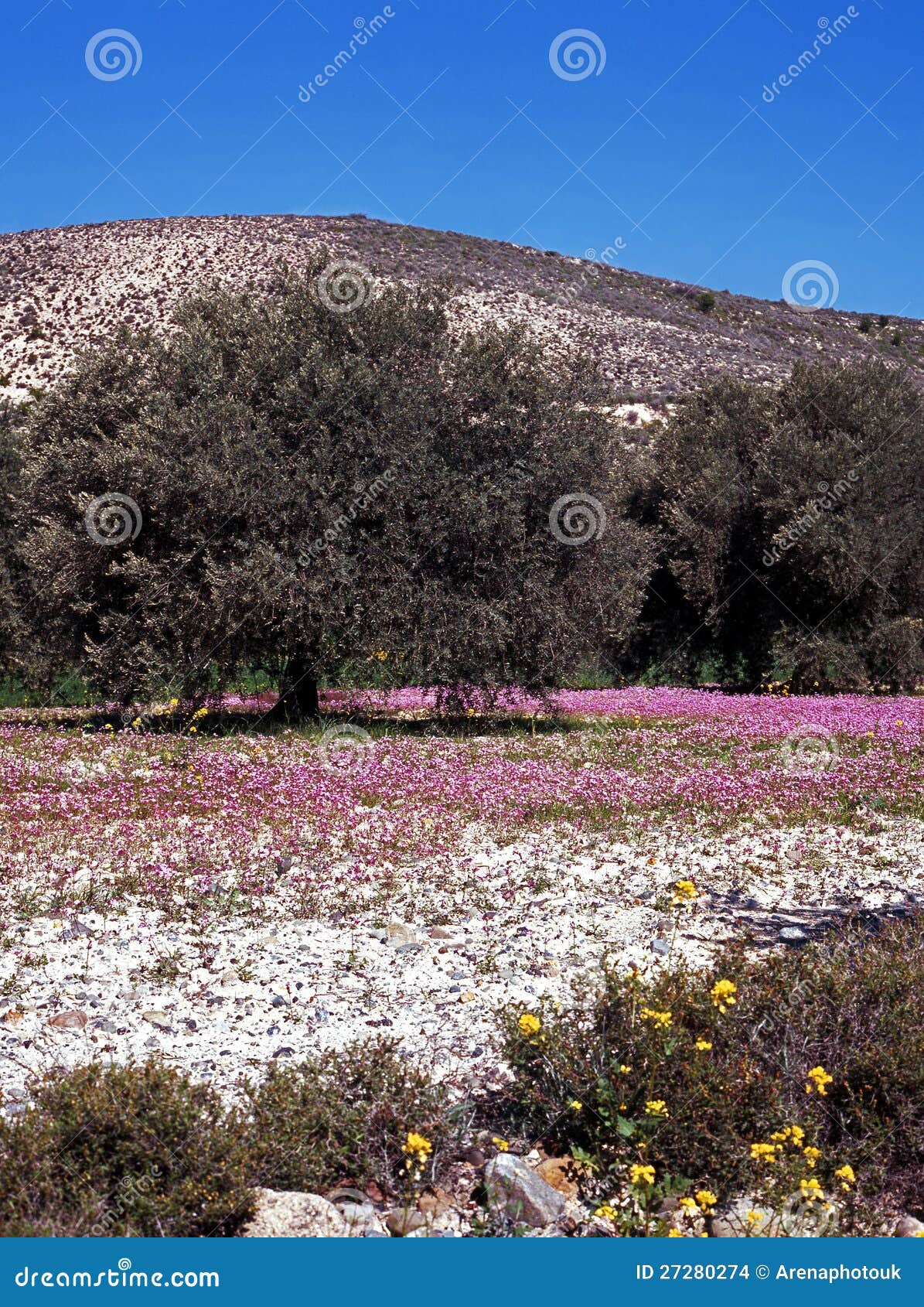 Olive Trees and Spring Flowers, Cyprus. Stock Photo - Image of ...