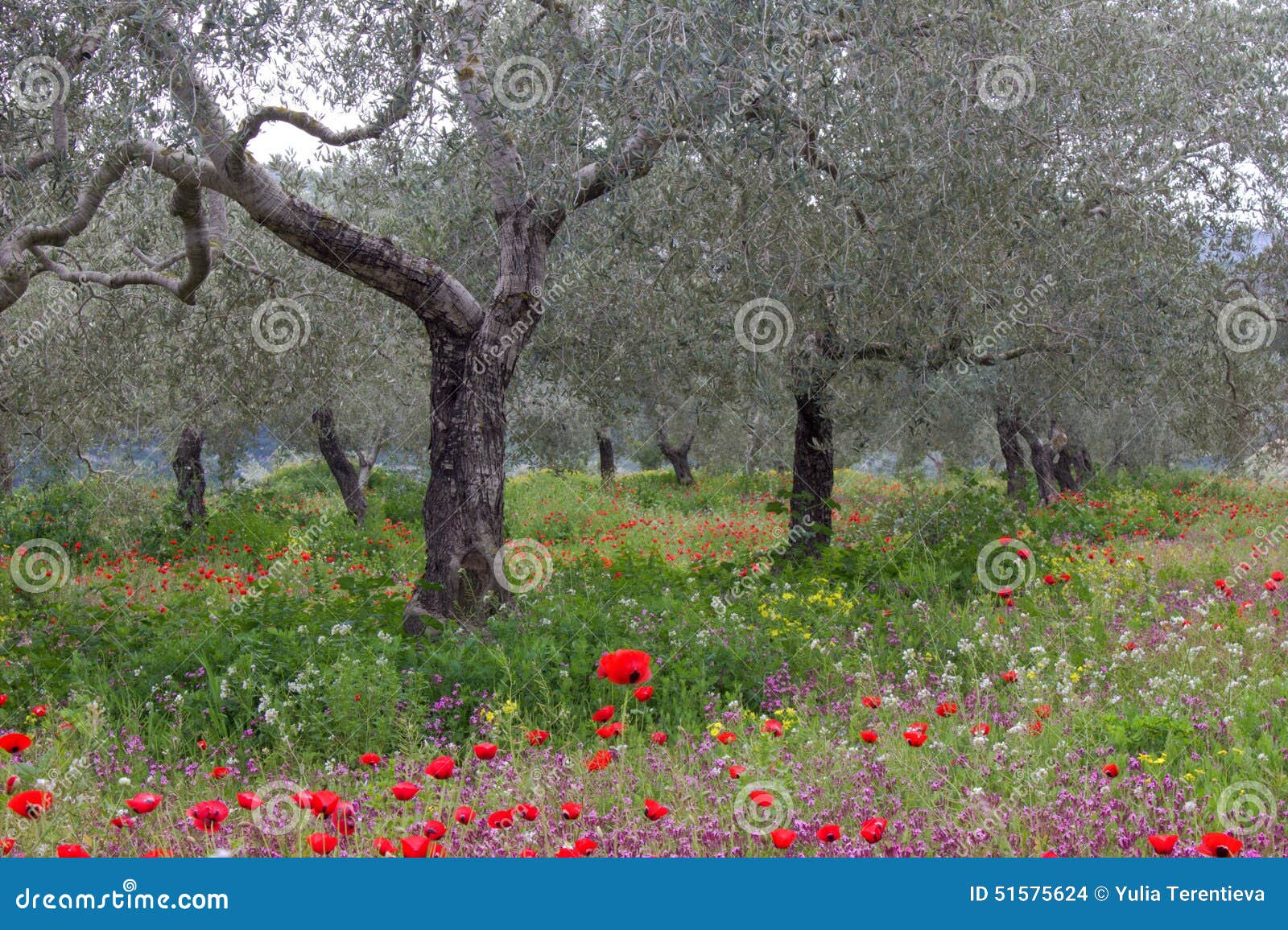 Olive Trees in the Spring Garden Stock Photo - Image of plants, fruits ...