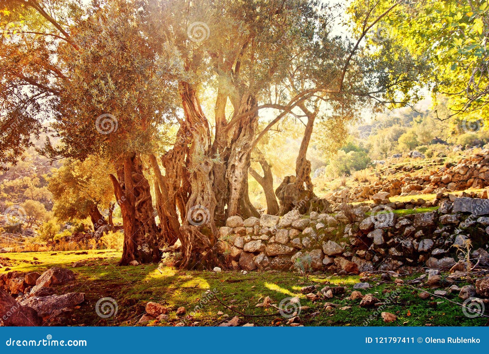 Olive trees Turkey stock image. Image of landscape, morning - 121797411