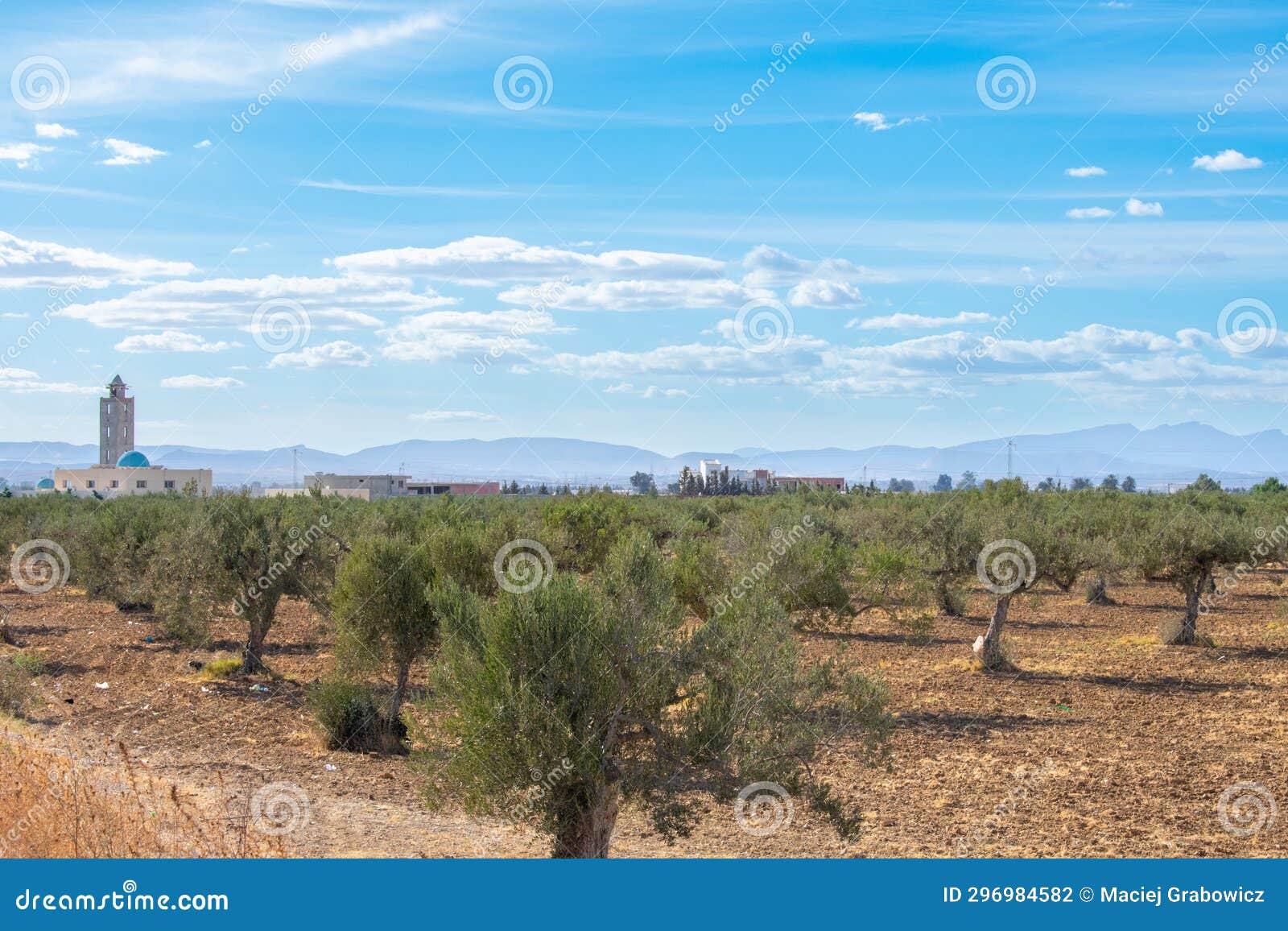 Olive Trees in Tunisia, Sousse Stock Photo - Image of agriculture, east ...