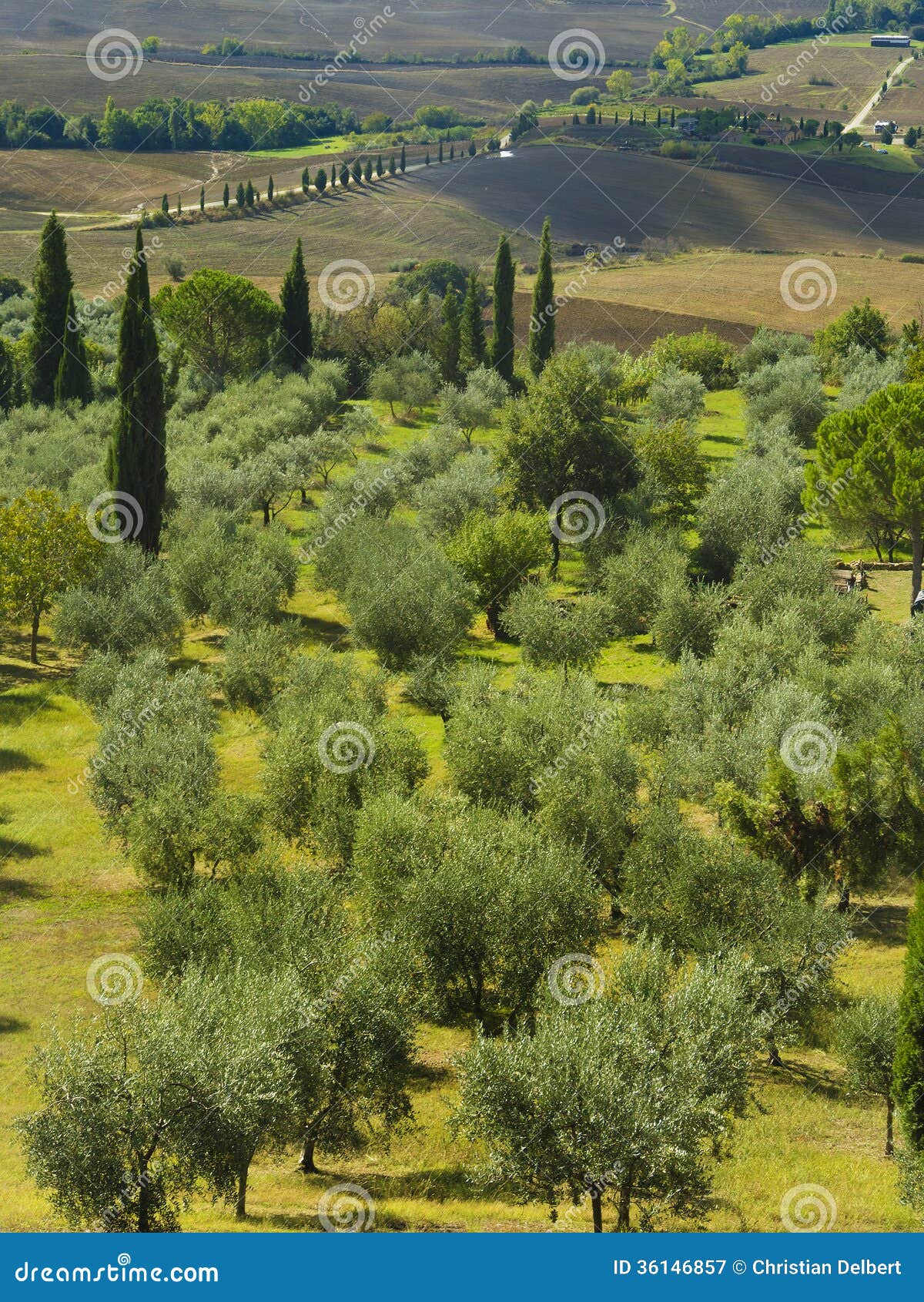 Olive Trees in Tuscany, Italy Stock Image - Image of province, mountain ...