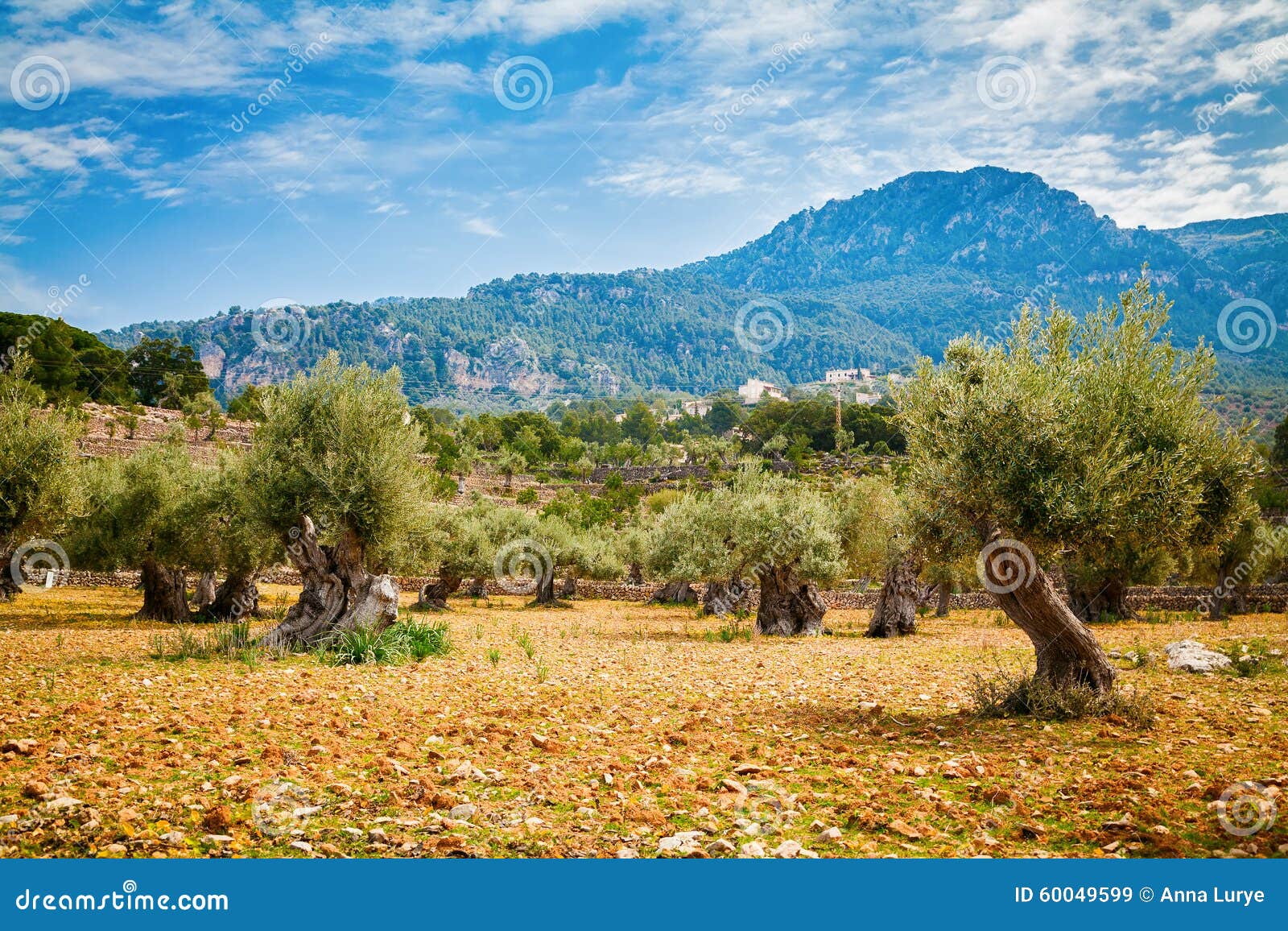 Olive Trees Valley in Mallorca Stock Image - Image of nature, country ...