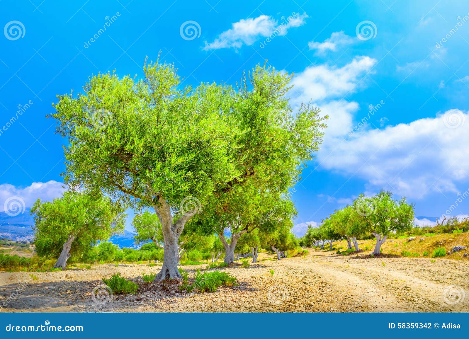 Olive trees stock photo. Image of heavens, scene, rural - 58359342