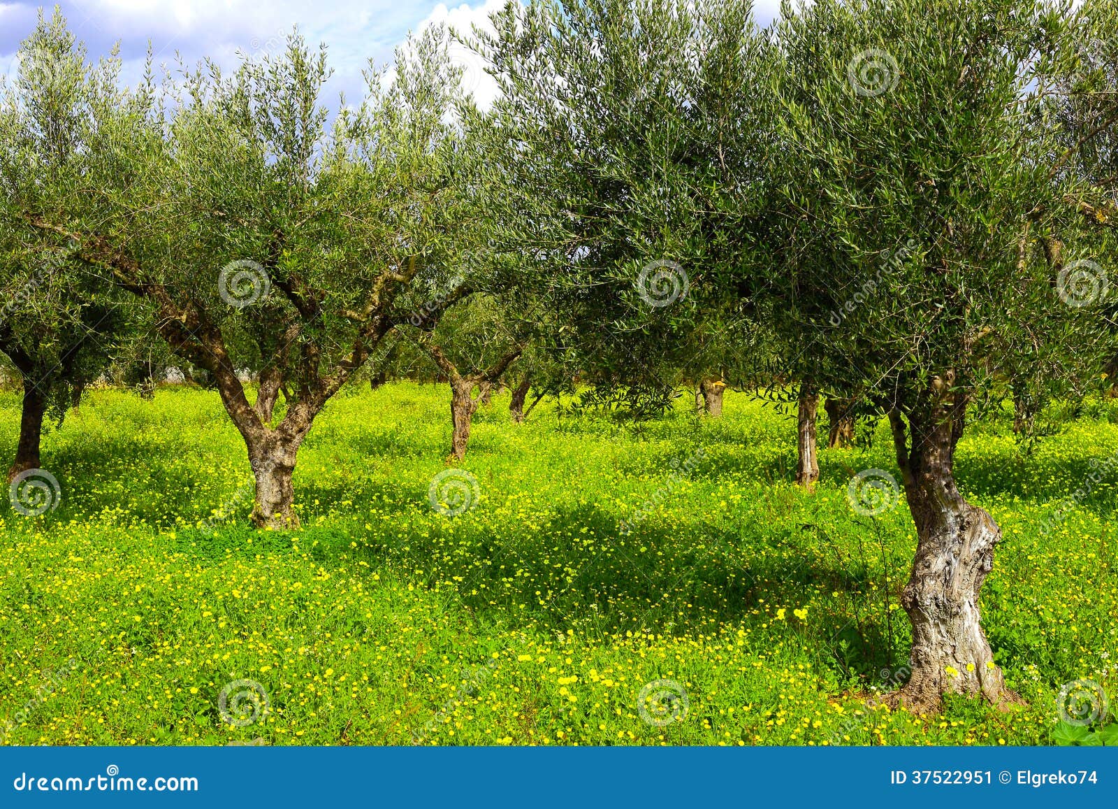 Olive Woods with Green Grass. Greece Stock Image - Image of organic ...