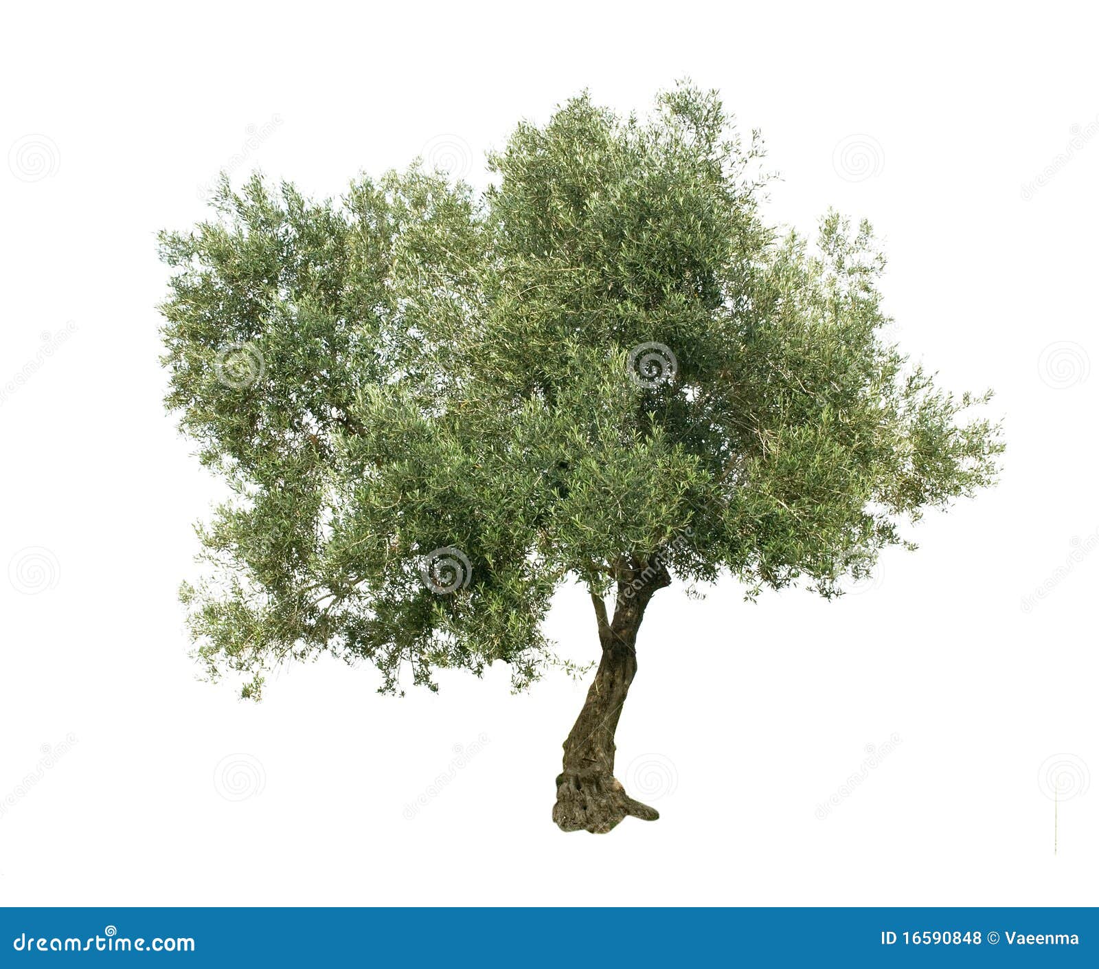 Oliveira foto de stock. Imagem de fundo, plantar, cultivar - 16590848
