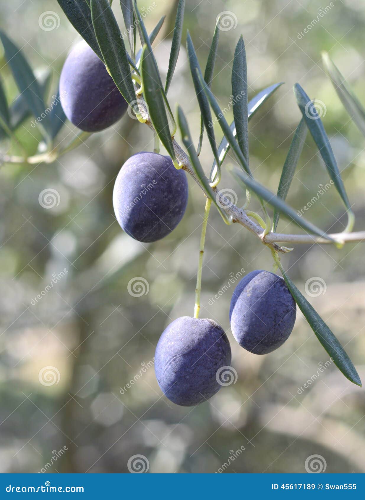 Oliven stockbild. Bild von gesundheit, schönheit, bewirtschaften - 45617189