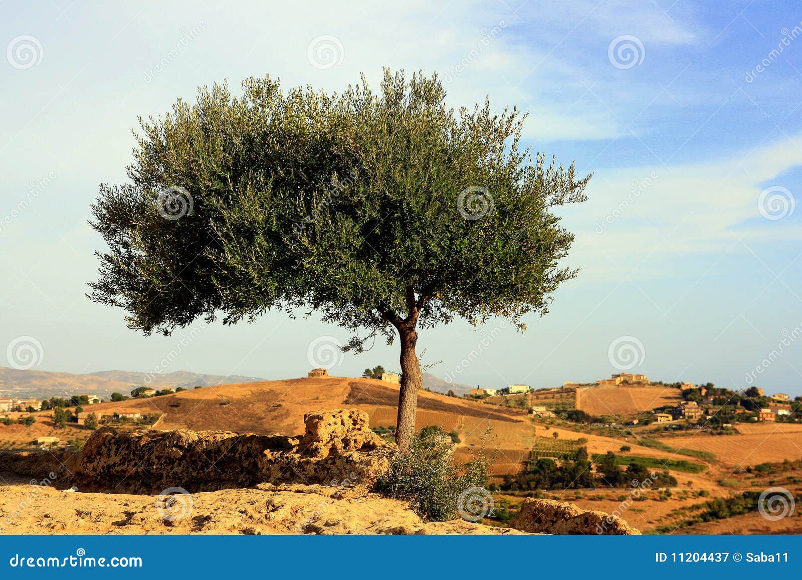 Olivenbaum stockbild. Bild von stein, italienisch, gras - 11204437