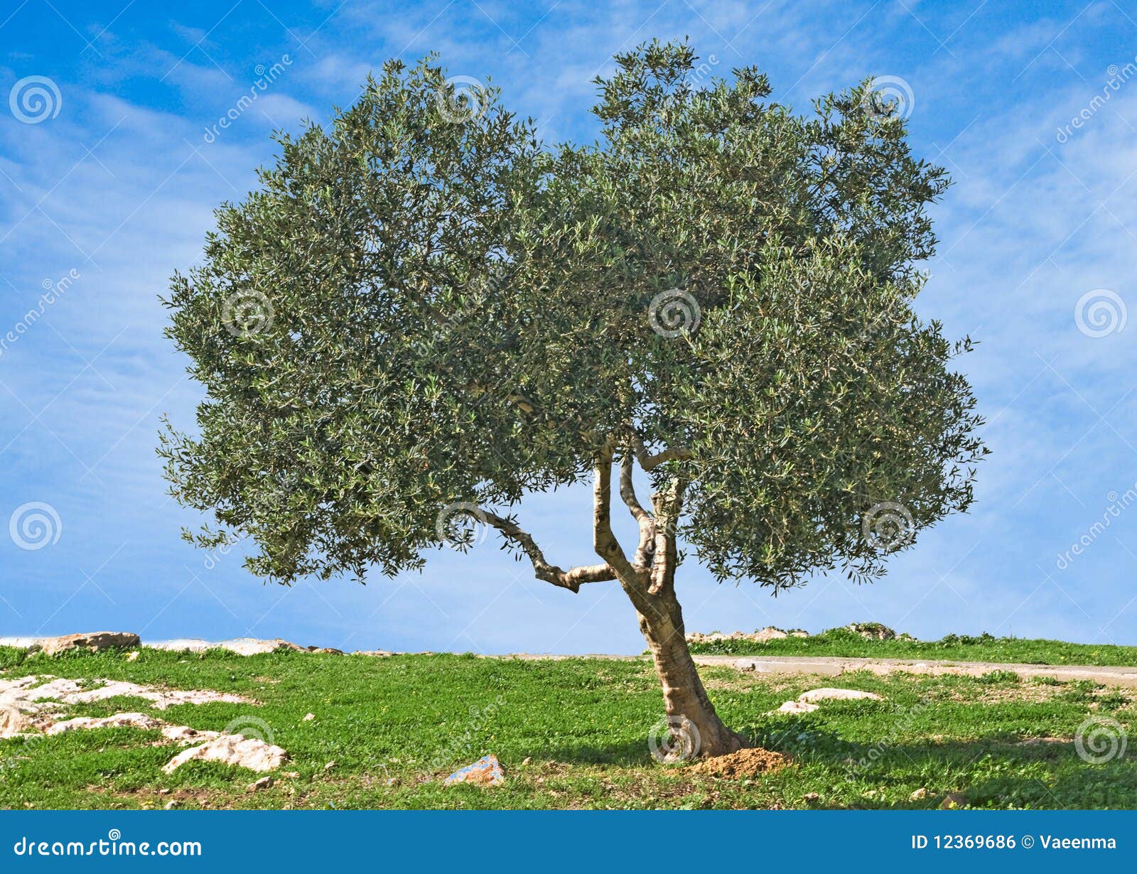 Olivenbaum stockfoto. Bild von landwirtschaft, bewirtschaften - 12369686