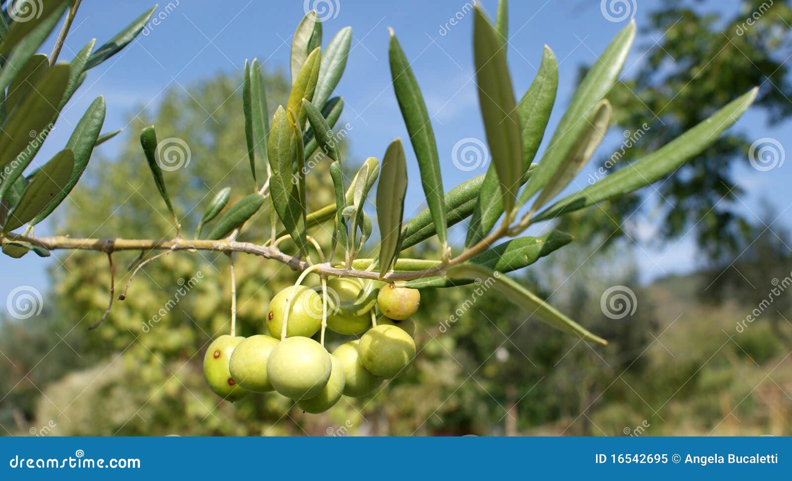 Olives image stock. Image du organique, italie, cultivez - 16542695