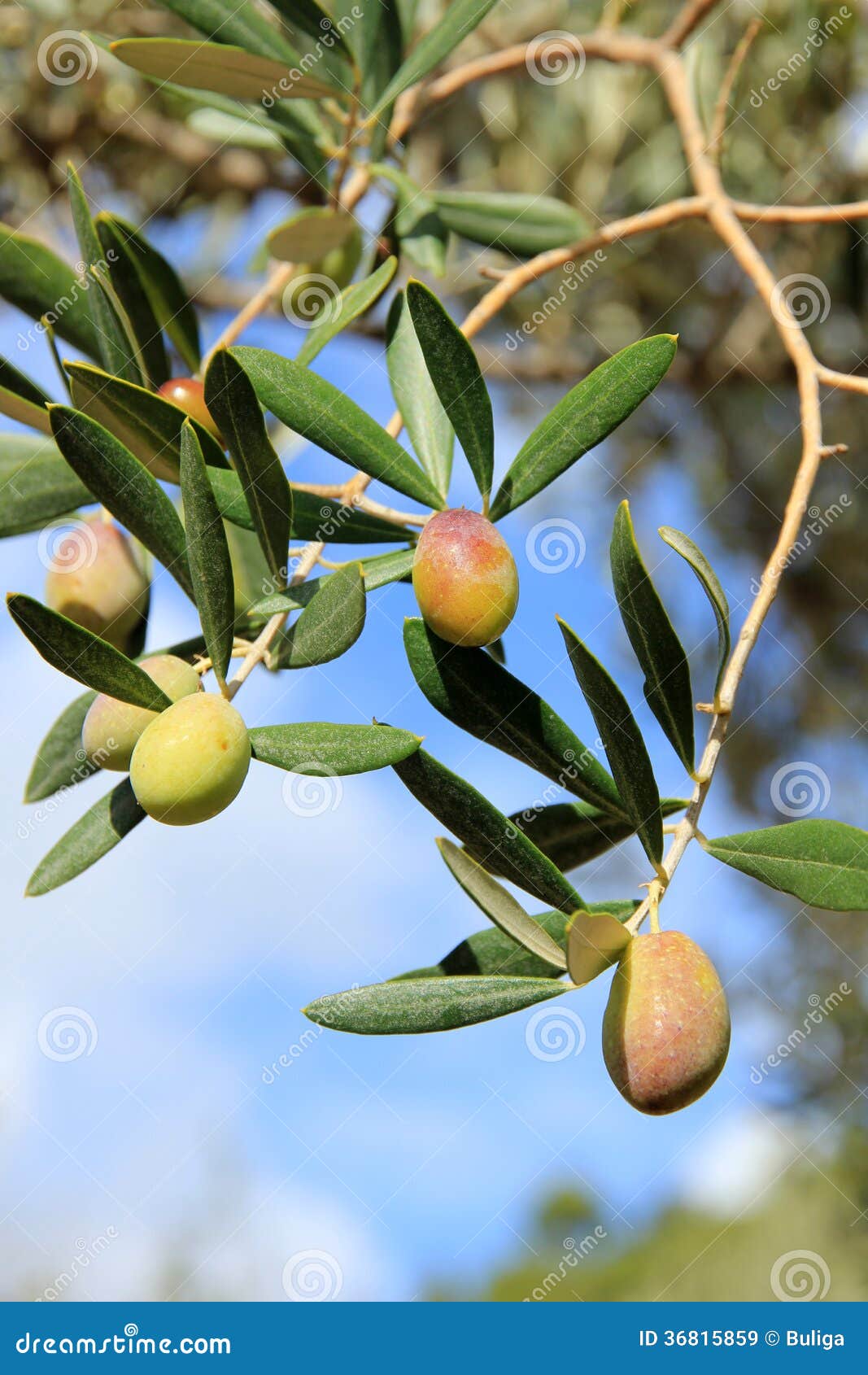 Olives stock image. Image of eating, olives, kooking - 36815859