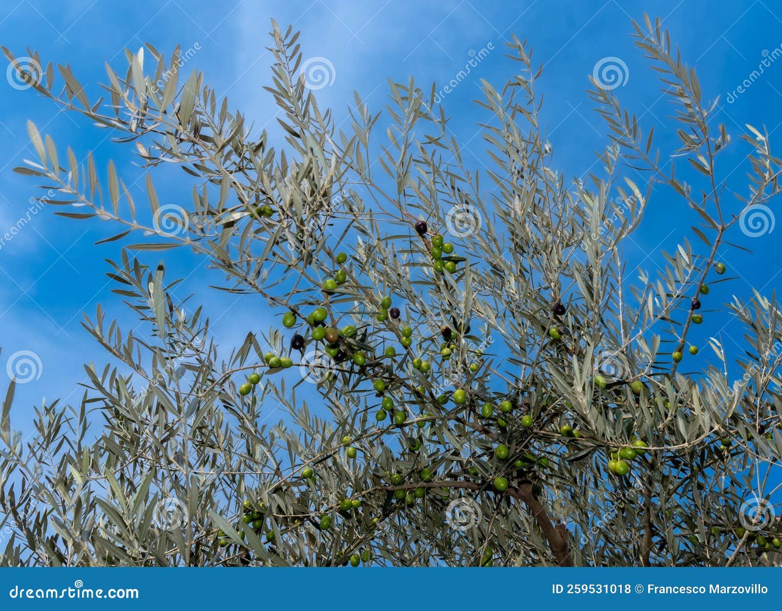 Olives on Braches on Blue Sky Stock Photo - Image of growth, flora ...
