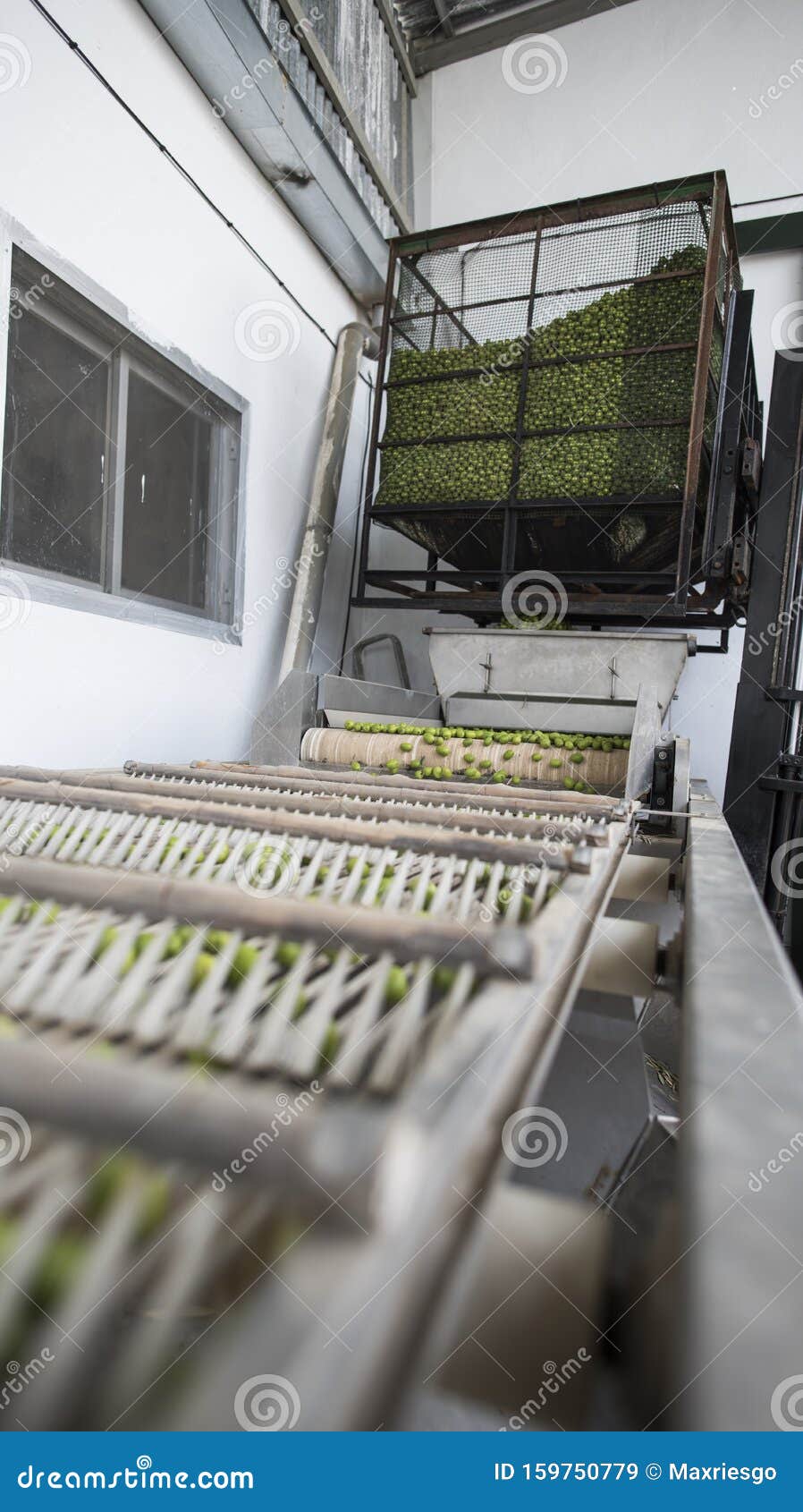Olives Conveyor Belt Machine for Selecting Olives and Fruits by Size ... Olives Conveyor Belt Machine for Selecting Olives and Fruits by Size ...