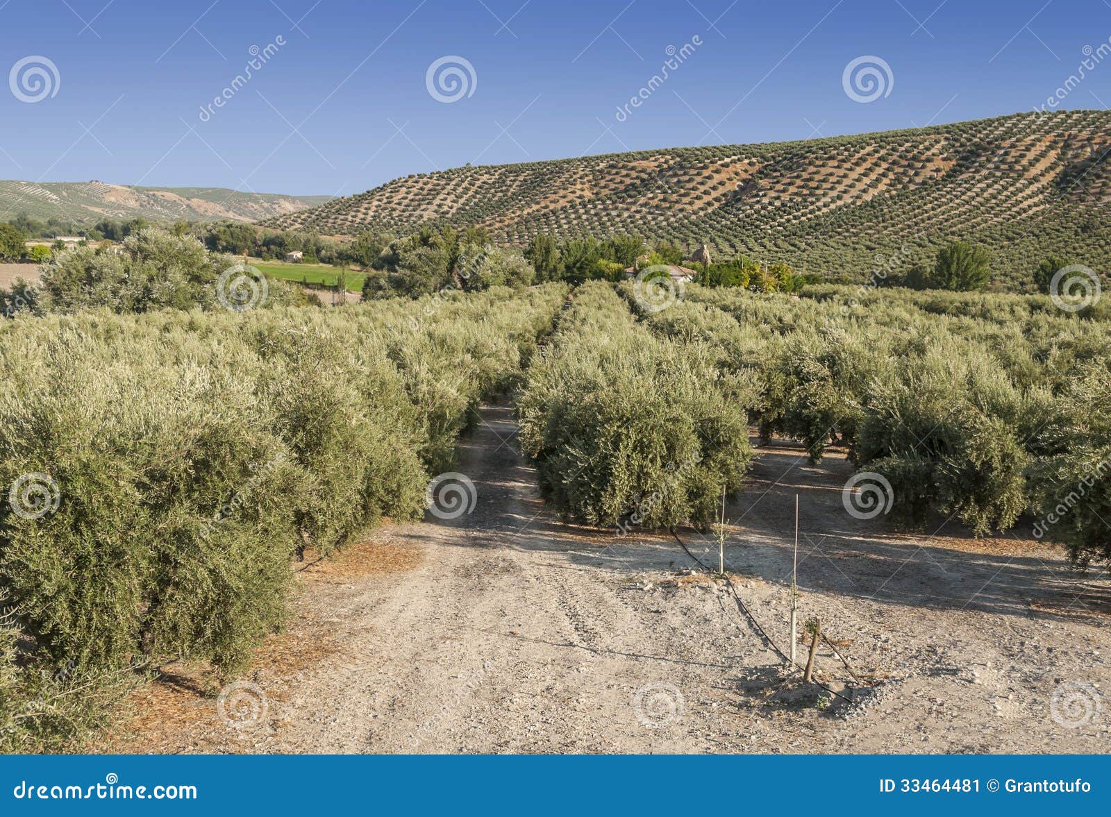 Olives fields stock image. Image of fields, spanish, olives - 33464481