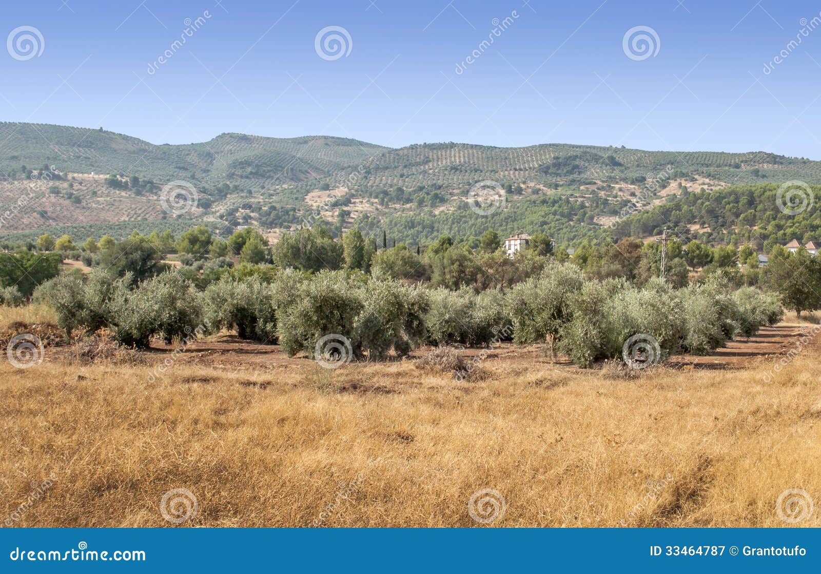 Olives fields stock image. Image of peaceful, lockout - 33464787