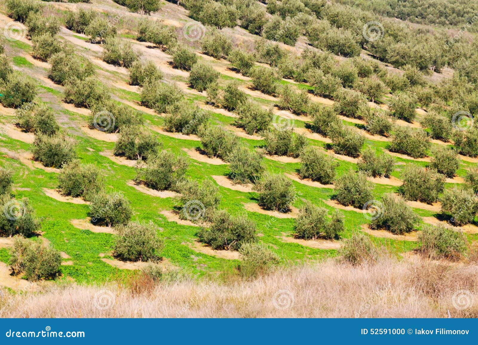Olives fields stock photo. Image of harvest, food, vegetable - 52591000
