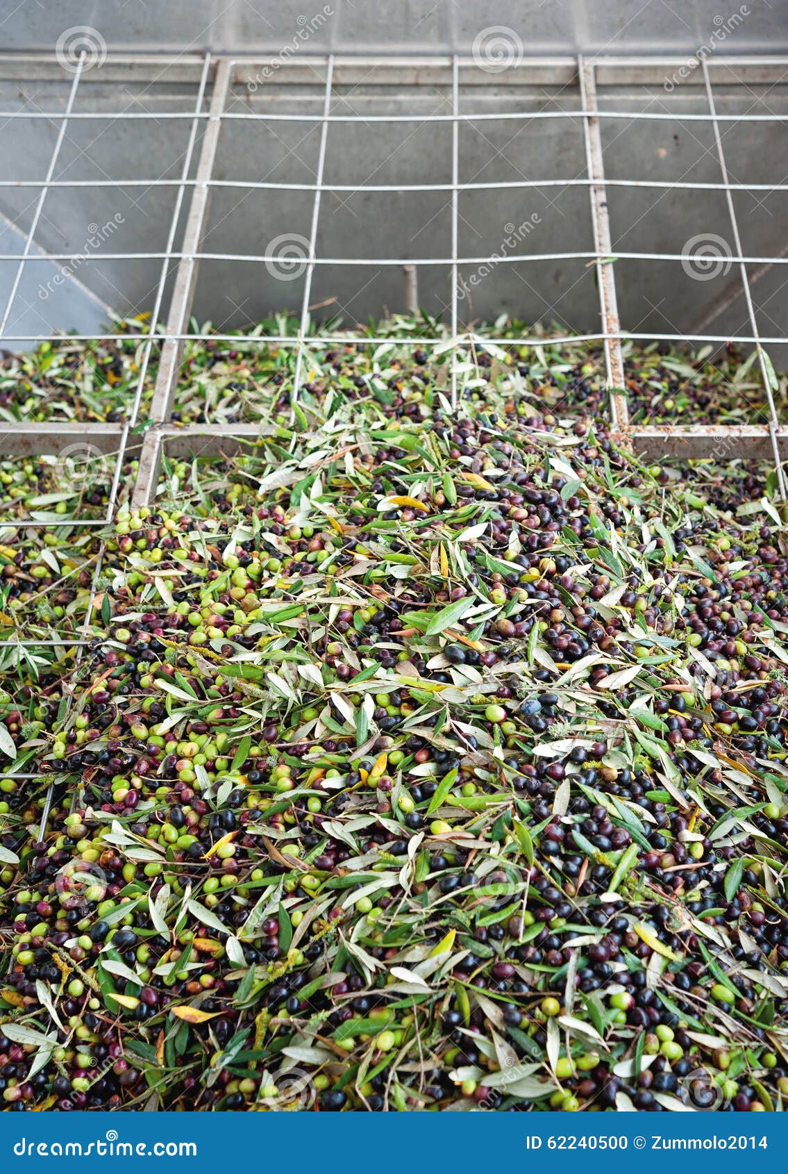 Olives stock photo. Image of leaves, italy, techniques - 62240500