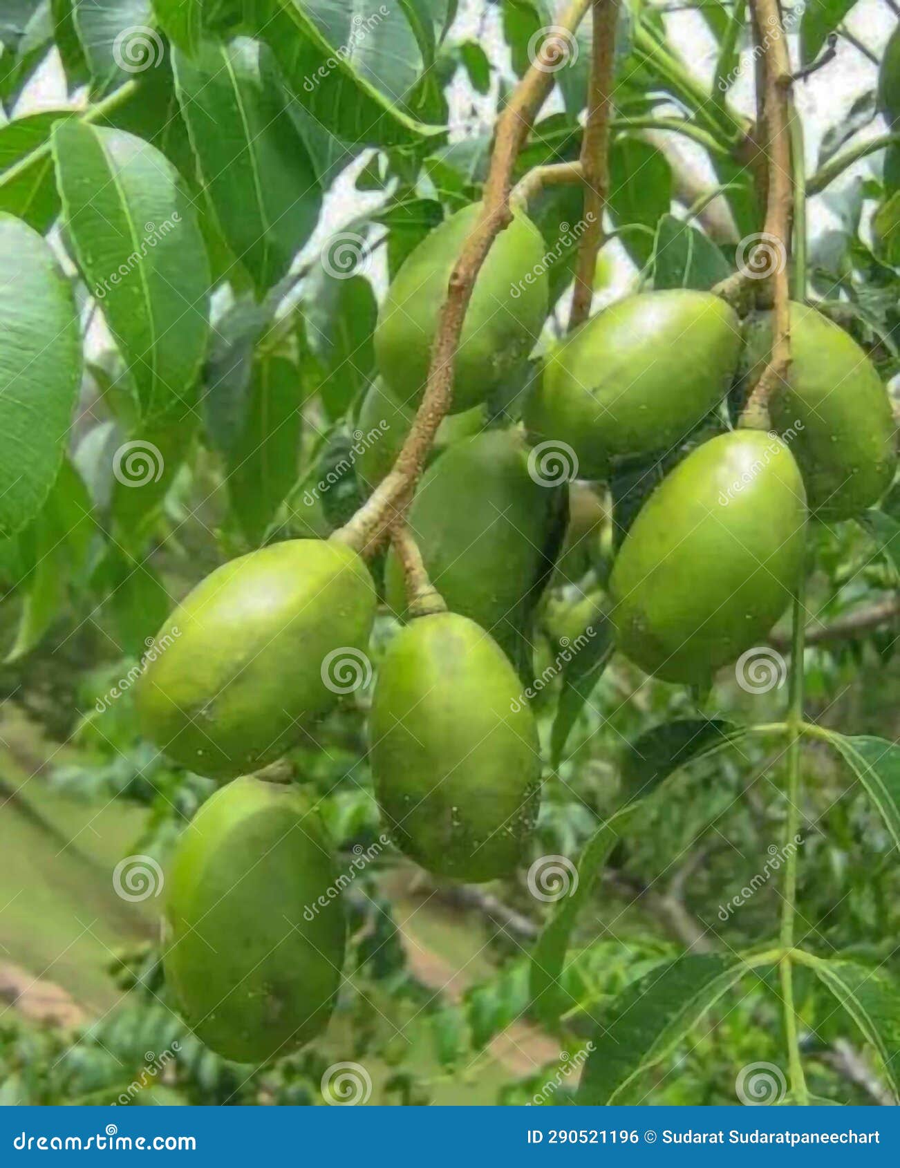 Olives, Fruit, Olives in Papaya Stock Photo - Image of evergreen ...