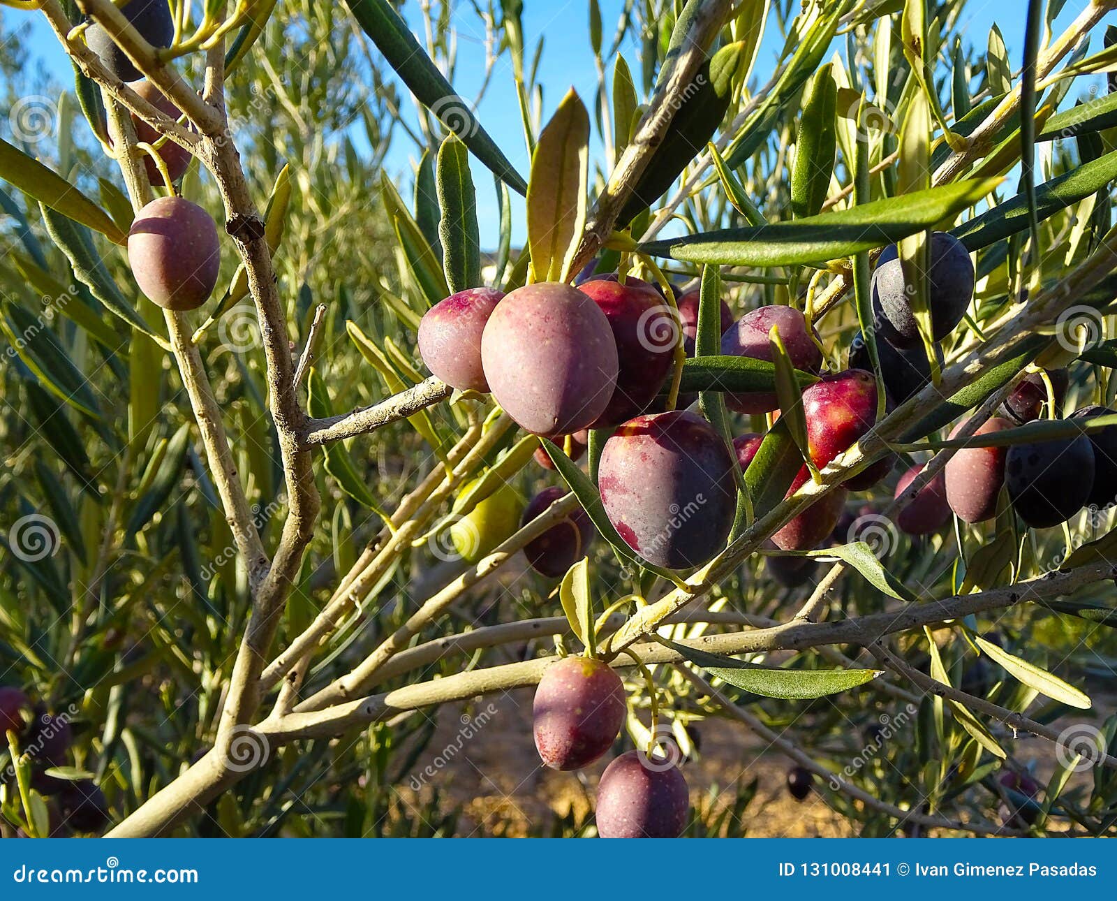 Picking the olives stock image. Image of black, detail - 131008441
