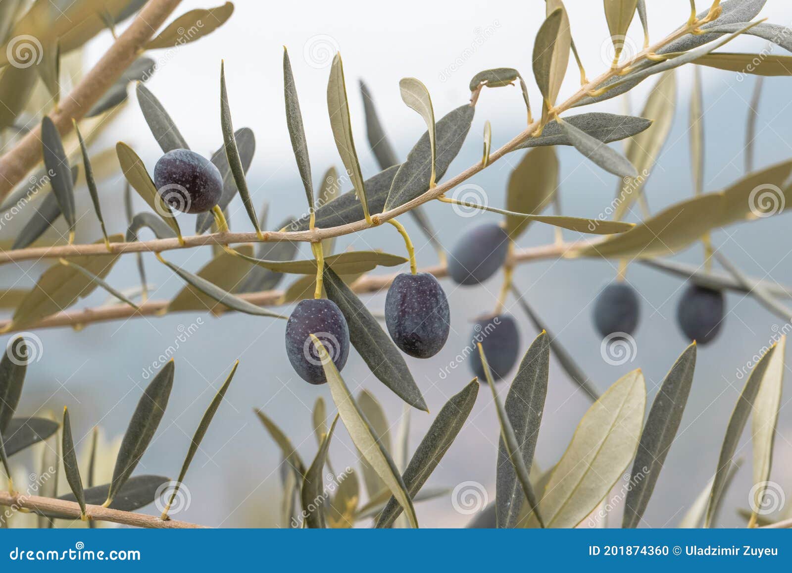 Olives Growing on a Tree. Olive Branch with Black Ripe Olives on the ...