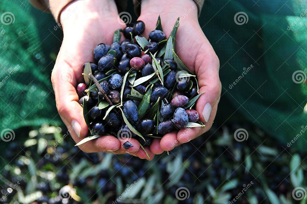 Olives in hand stock image. Image of production, green - 7693401