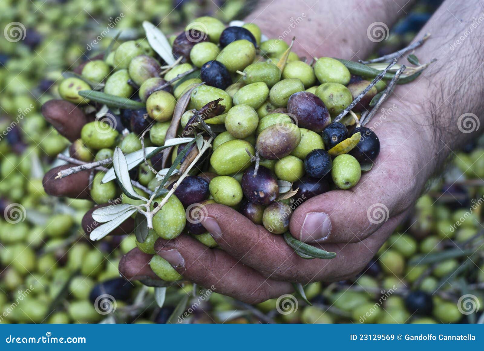 Olives in hands stock image. Image of fruit, gastronomy - 23129569