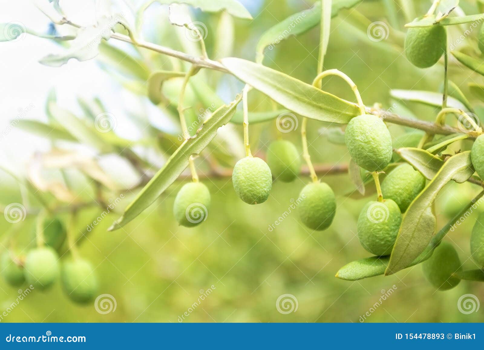 Olives Hanging on Olive Tree Branch, Selective Focus Stock Image - Image of cluster, diet: 154478893