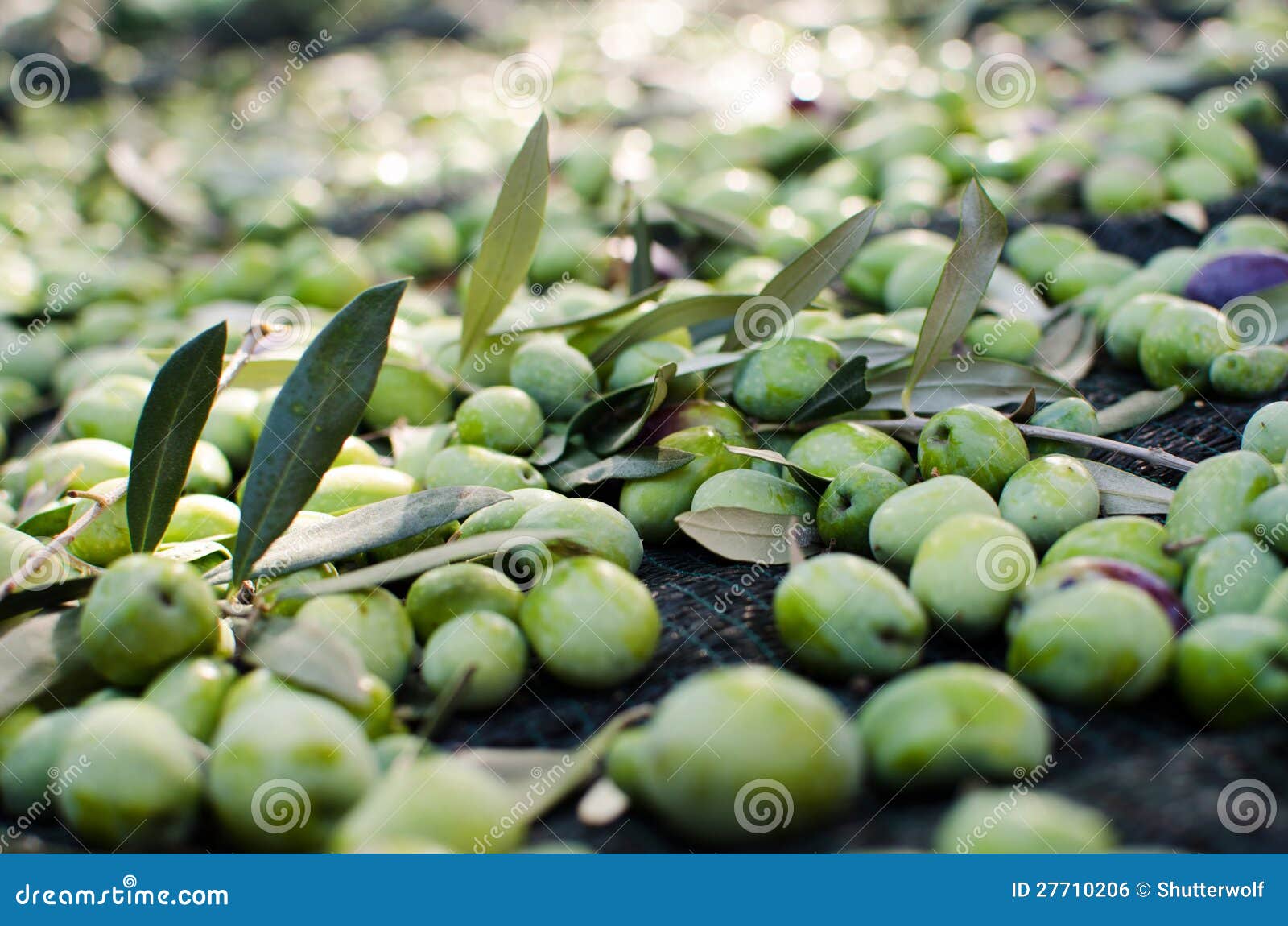 Olives Harvest stock photo. Image of natural, cultivation - 27710206