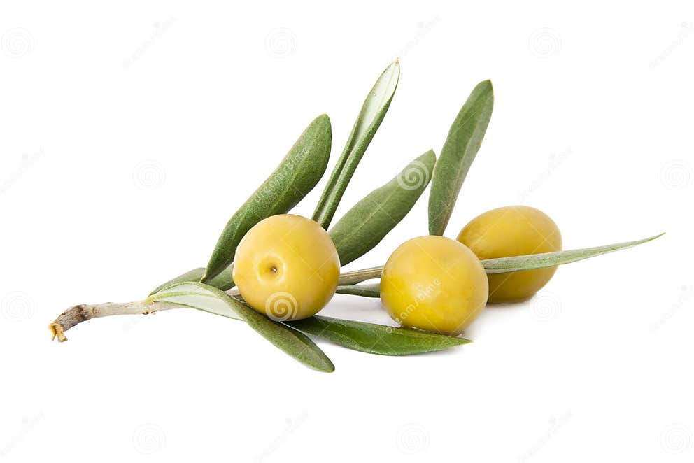 Olives on the olive branch stock image. Image of tree - 21798743