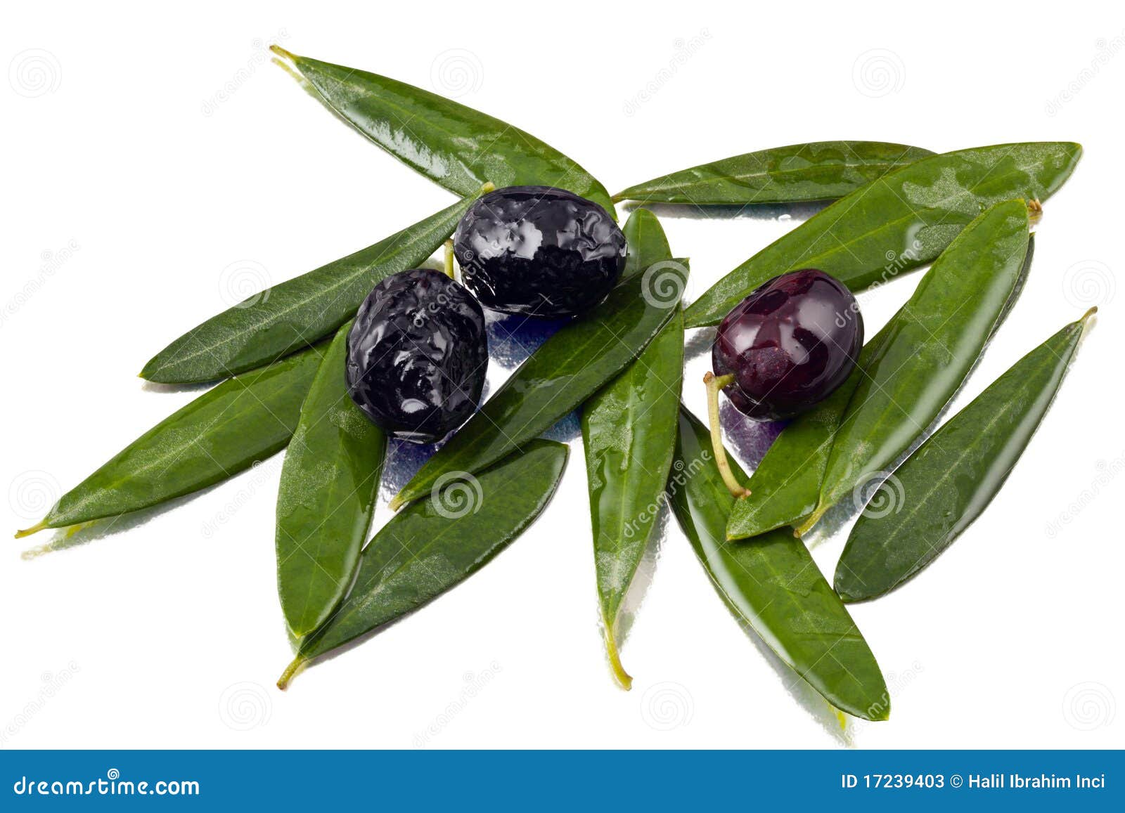 Olive Leaves. Stock Image | CartoonDealer.com #46845013