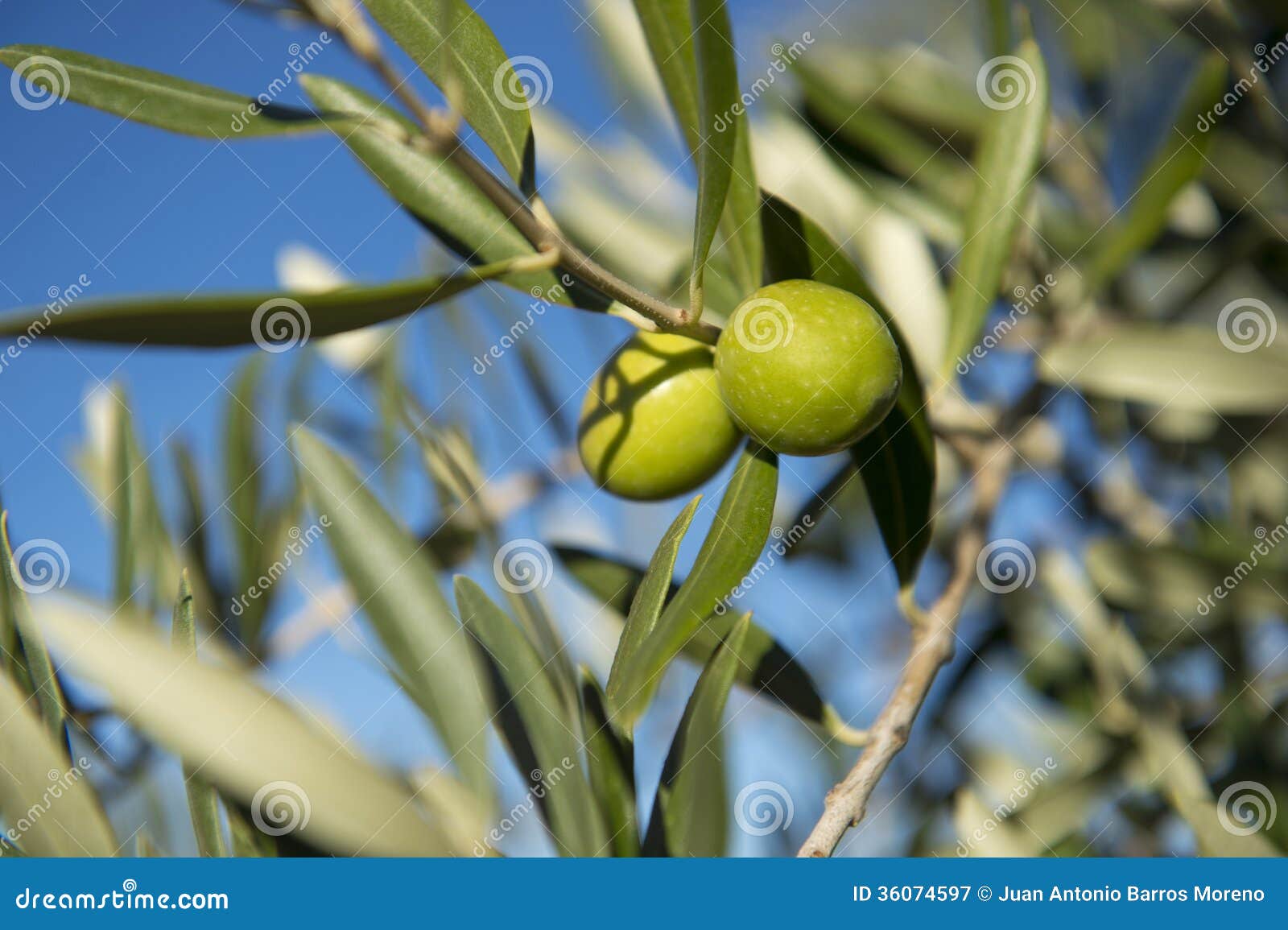 Olives on Olive Tree in Autumn. Season Nature Image Stock Image - Image ...