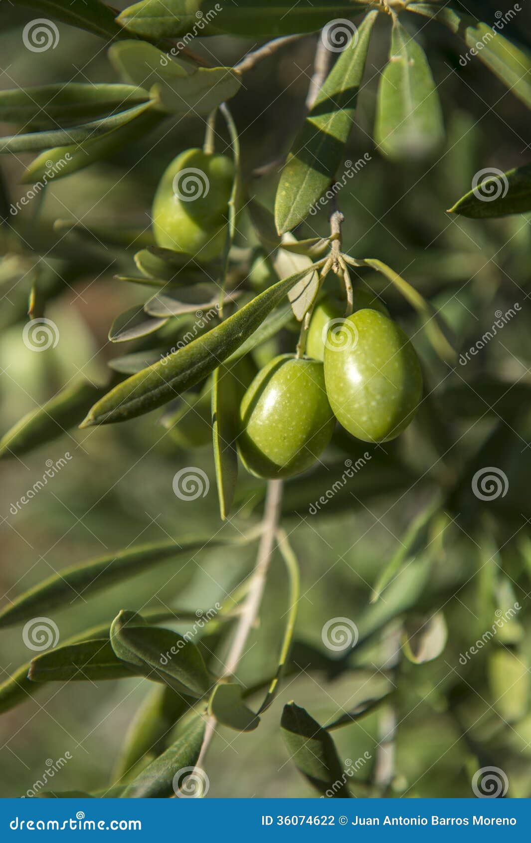 Olives on Olive Tree in Autumn. Season Nature Image Stock Photo - Image ...