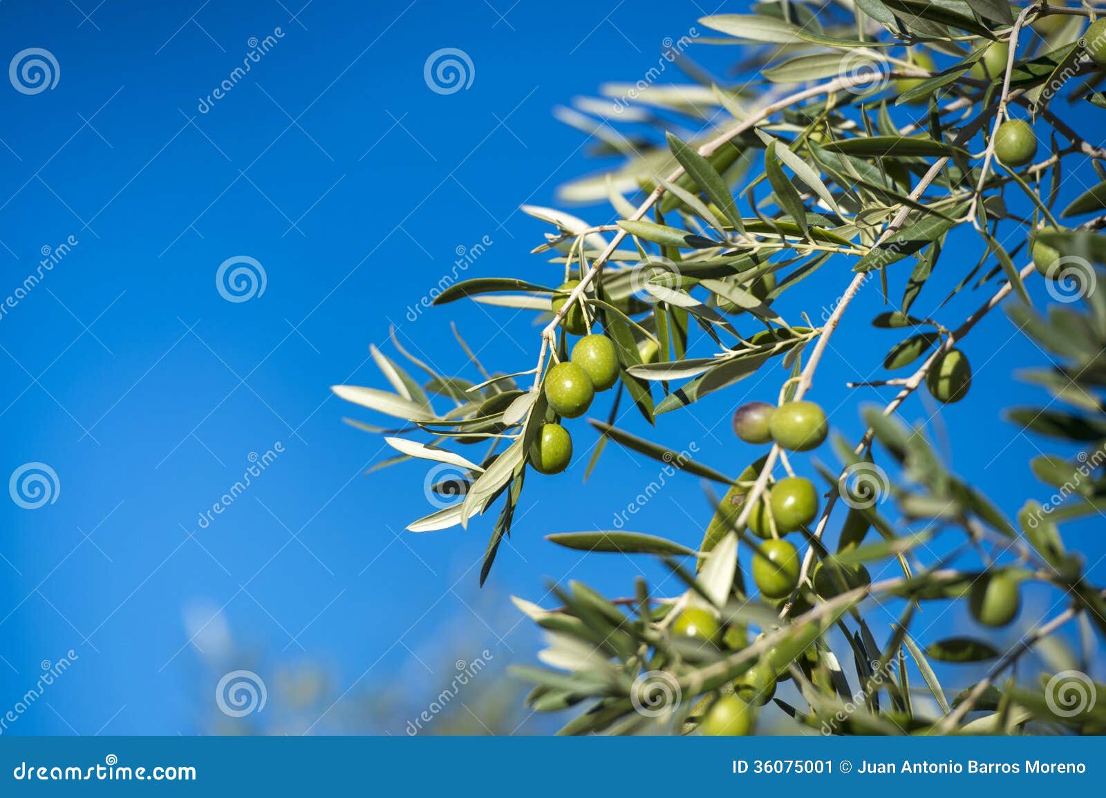 Olives on Olive Tree in Autumn. Season Nature Image Stock Image - Image ...