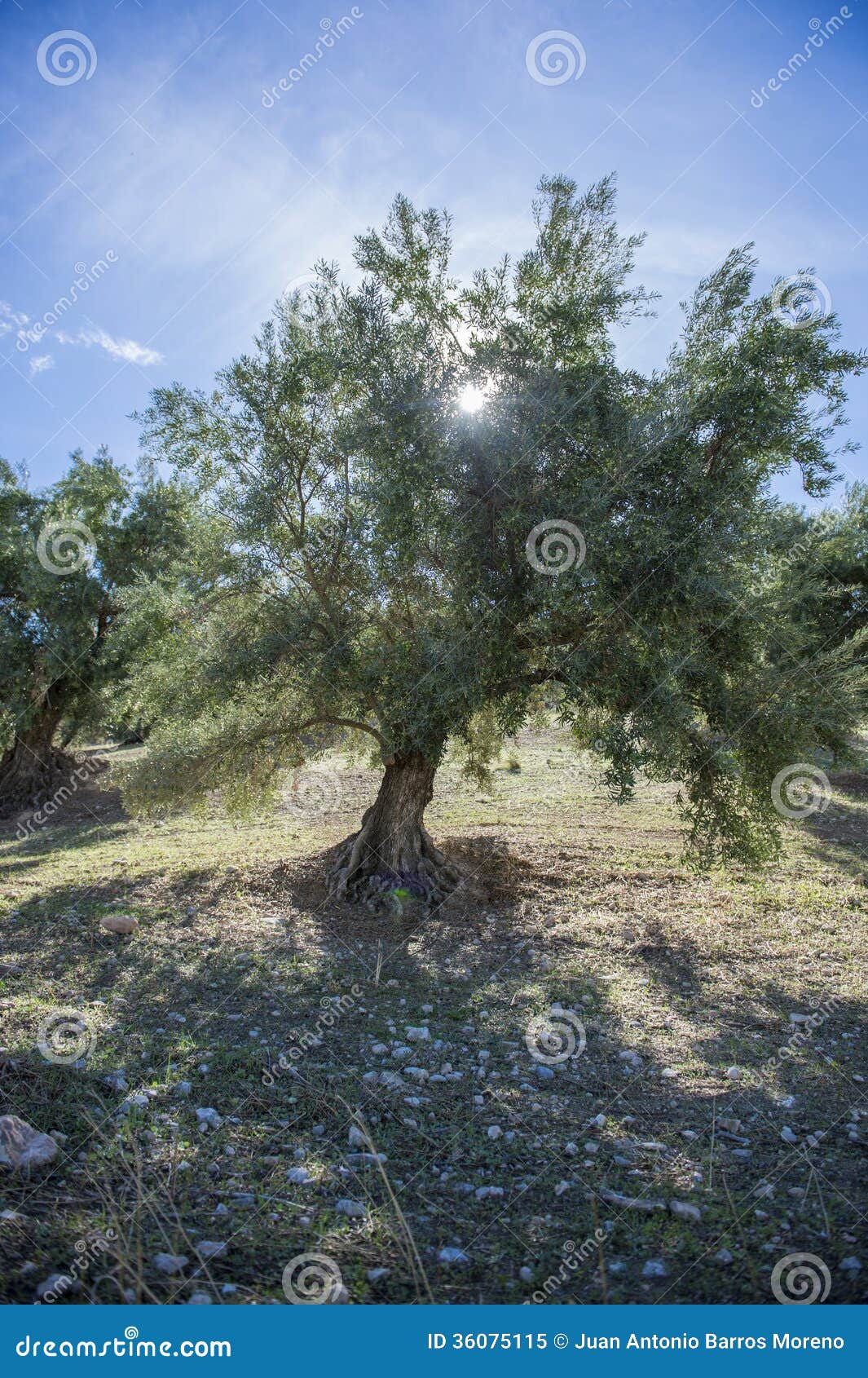 Olives on Olive Tree in Autumn. Season Nature Image Stock Image - Image ...