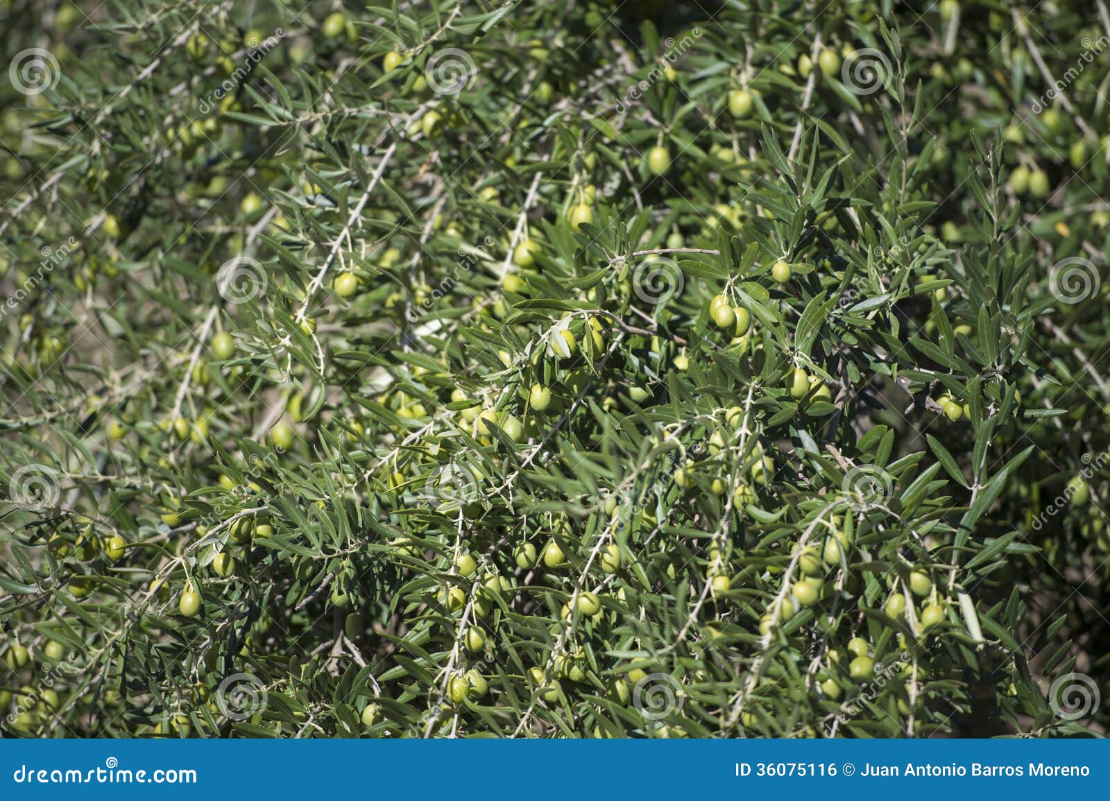 Olives on Olive Tree in Autumn. Season Nature Image Stock Photo - Image ...