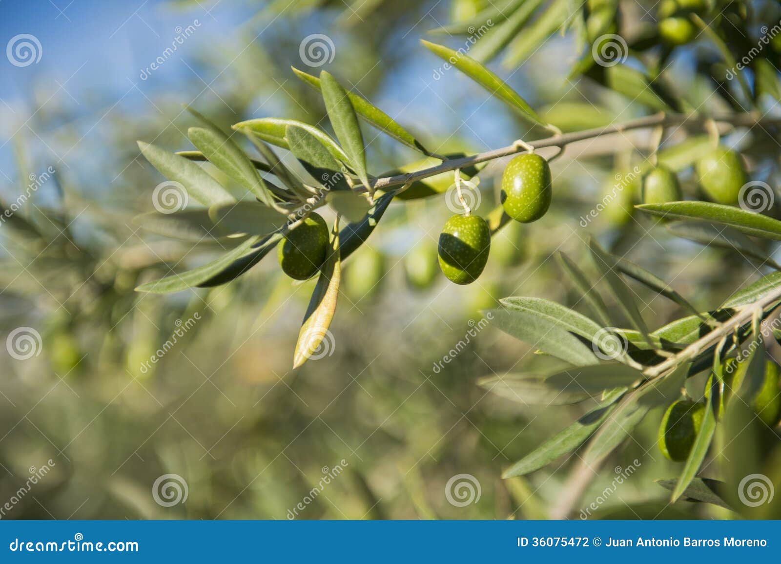 Olives on Olive Tree in Autumn. Season Nature Image Stock Photo - Image ...
