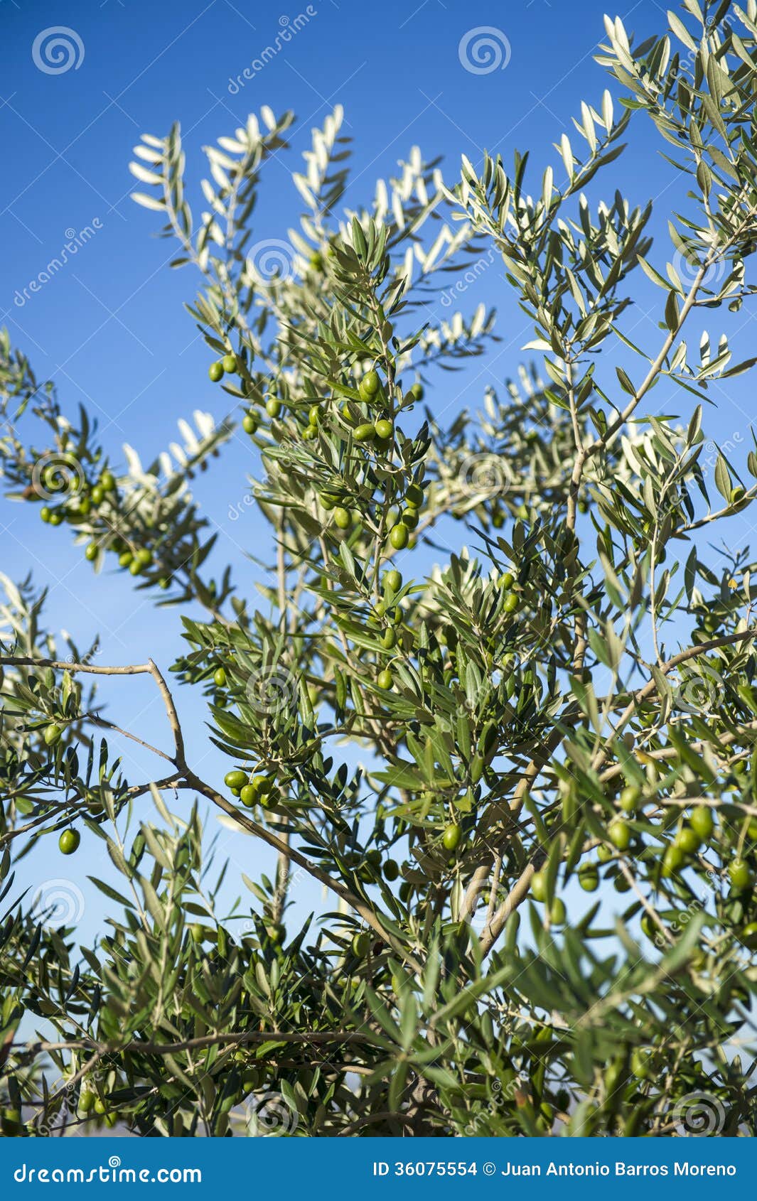 Olives on Olive Tree in Autumn. Season Nature Image Stock Photo - Image ...