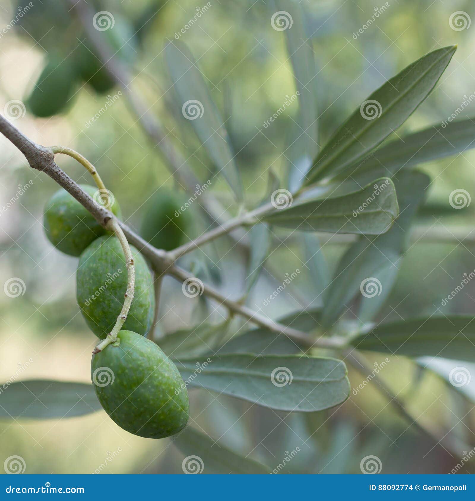 Olives in Olive Tree Branch Stock Photo - Image of virgin, fresh: 88092774