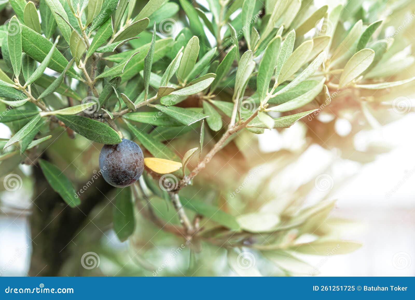 Olives on Olive Tree. Close Up of Tuscan Olive Branch Hanging Stock ...