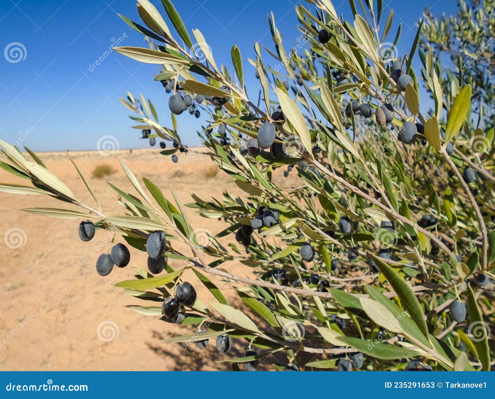 Olives stock image. Image of crop, tunisia, south, prairie - 235291653