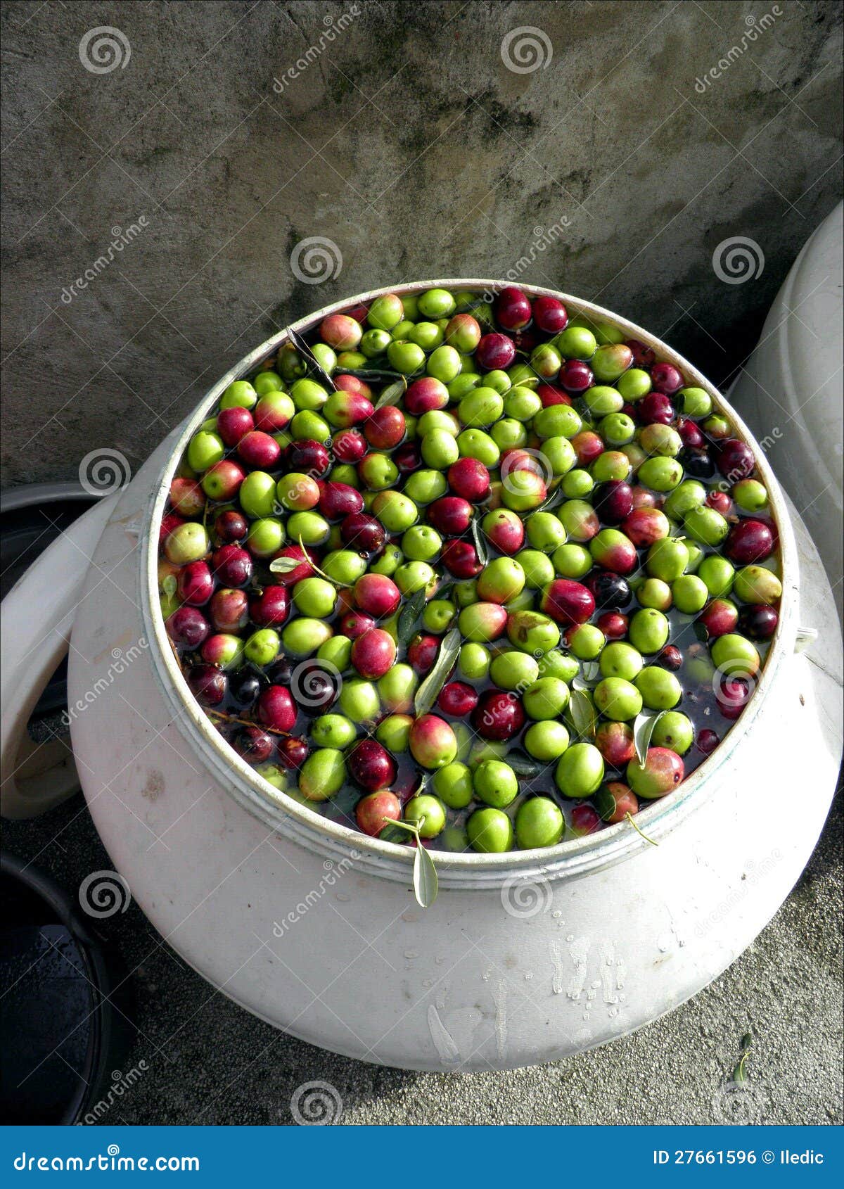 Olives in the pot stock photo. Image of picking, fresh - 27661596