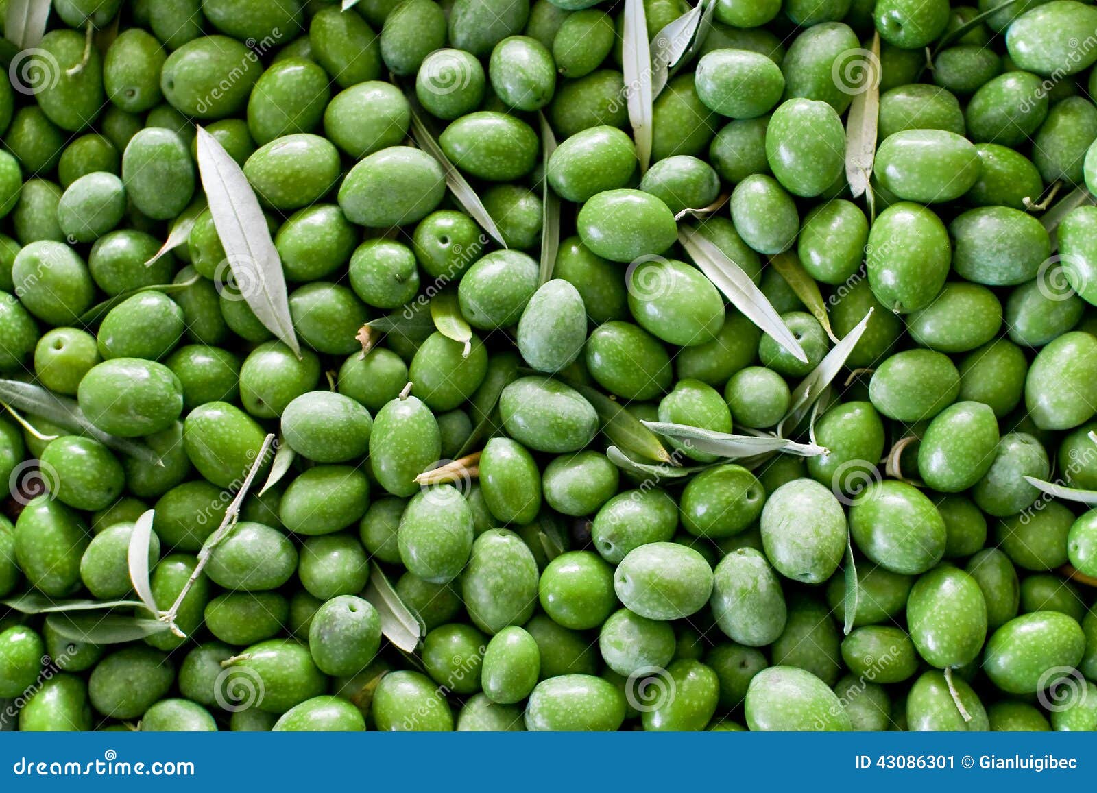 Olives stock image. Image of process, extra, sardinia - 43086301