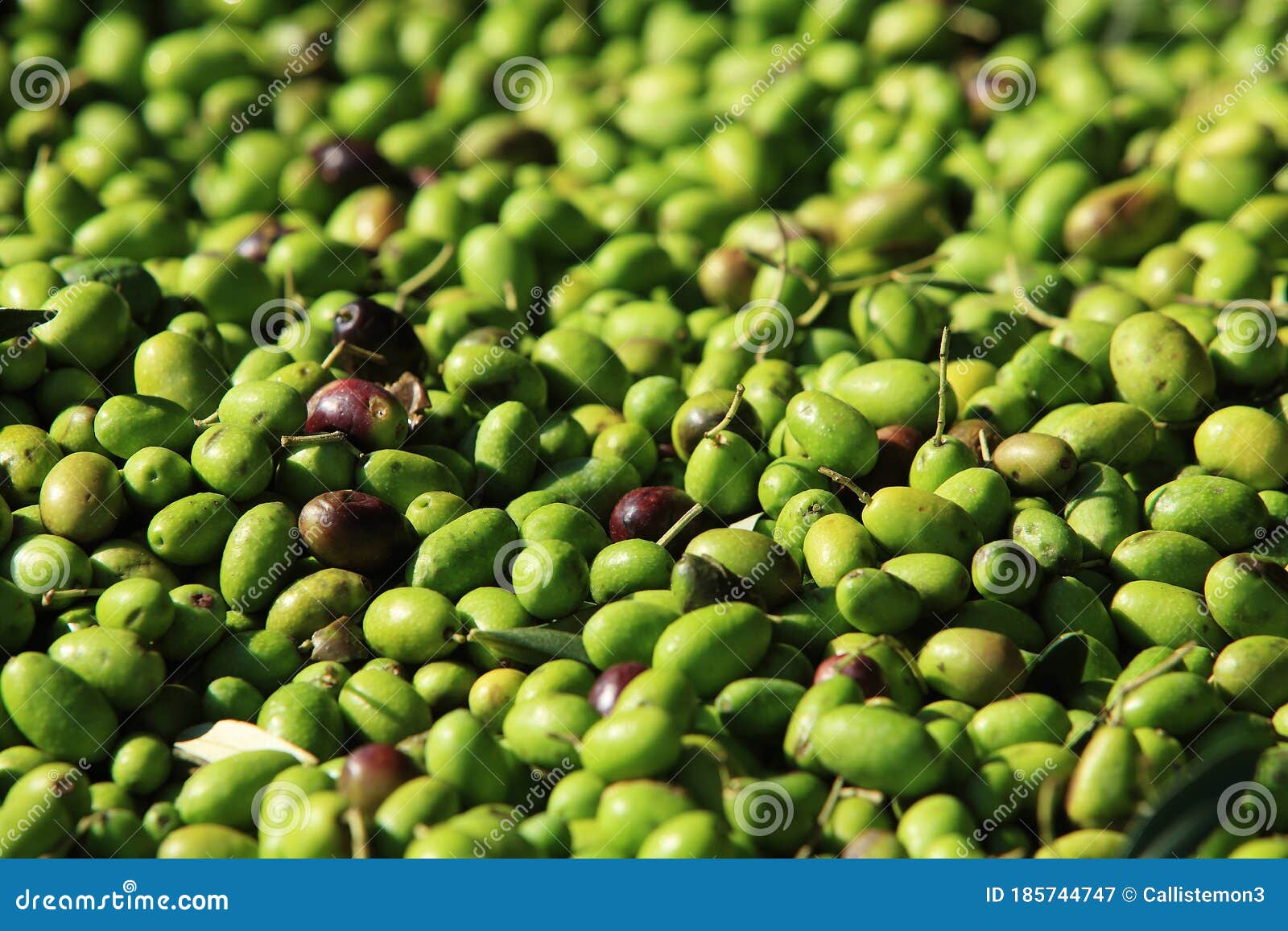 Olives stock image. Image of agricultural, nature, landscape - 185744747