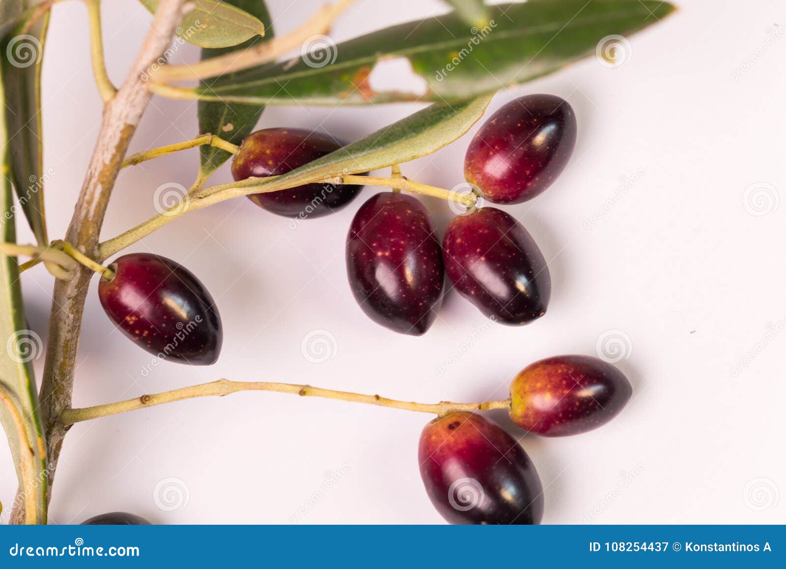 Olives Ripe Leaf Ripe Leaves Isolated in White Stock Image - Image of ...