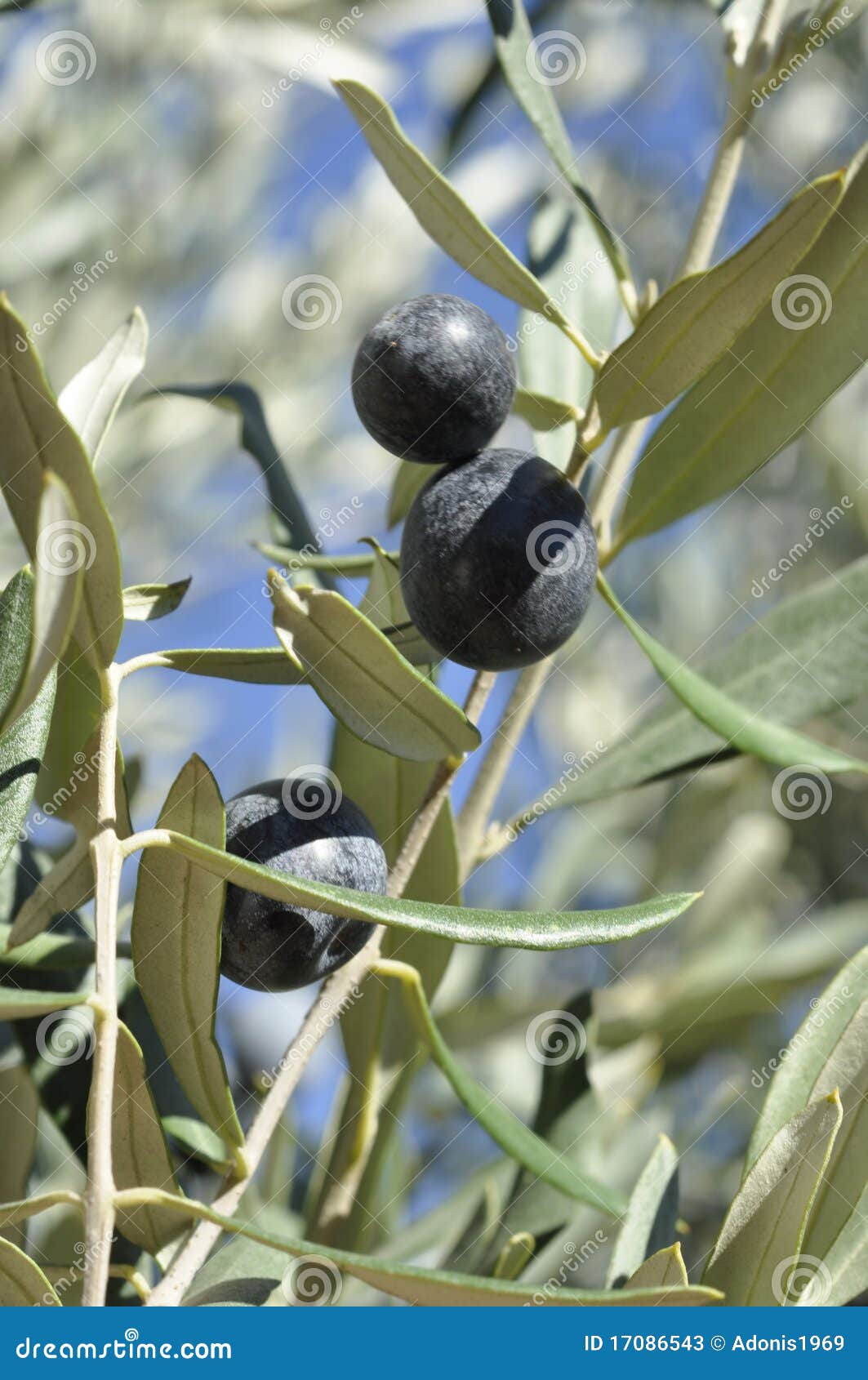 Olives on tree stock image. Image of nature, europaea - 17086543