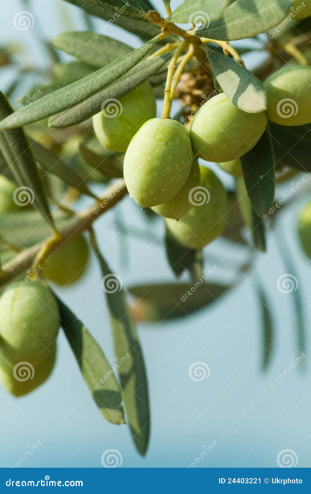 Olives on a tree stock image. Image of green, branch - 24403221