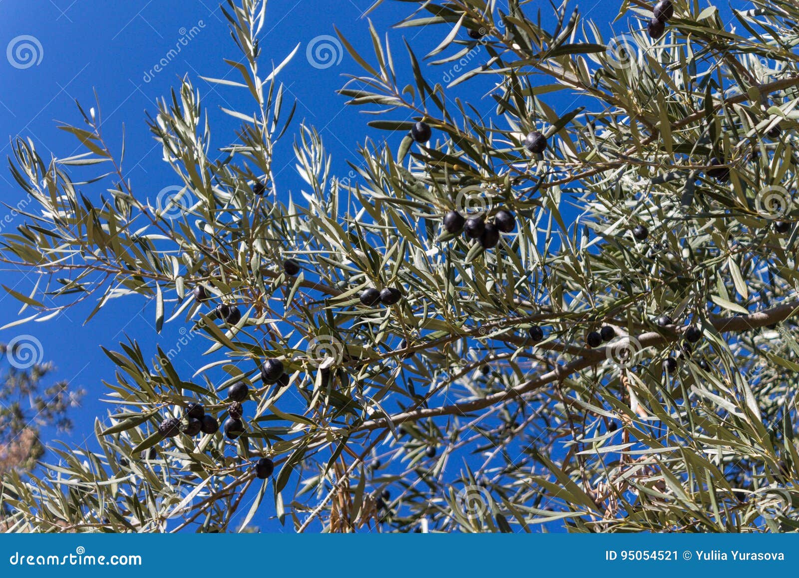 Olives on the tree stock image. Image of agriculture - 95054521