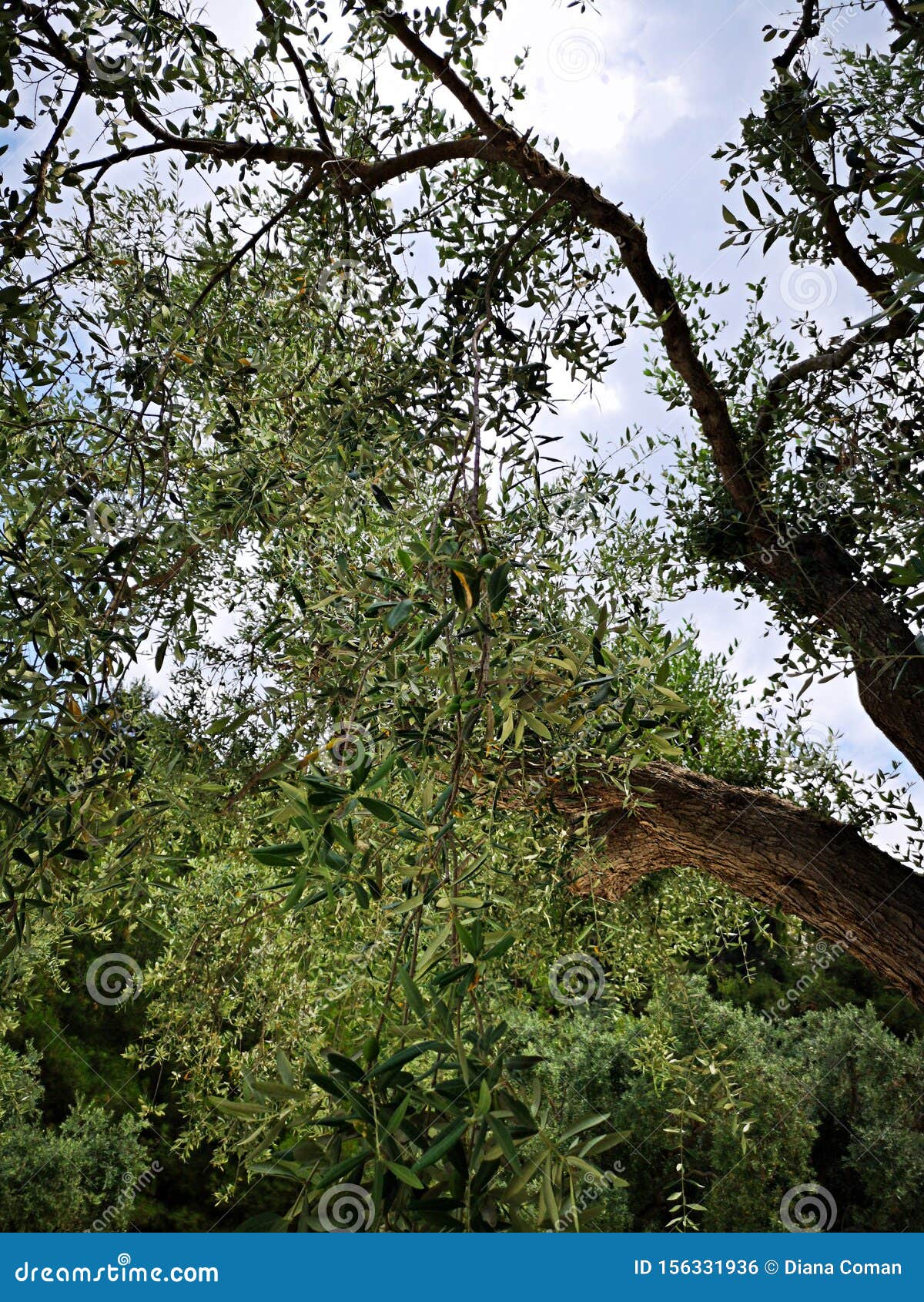 Olive tree branches stock photo. Image of branch, cultivation - 156331936
