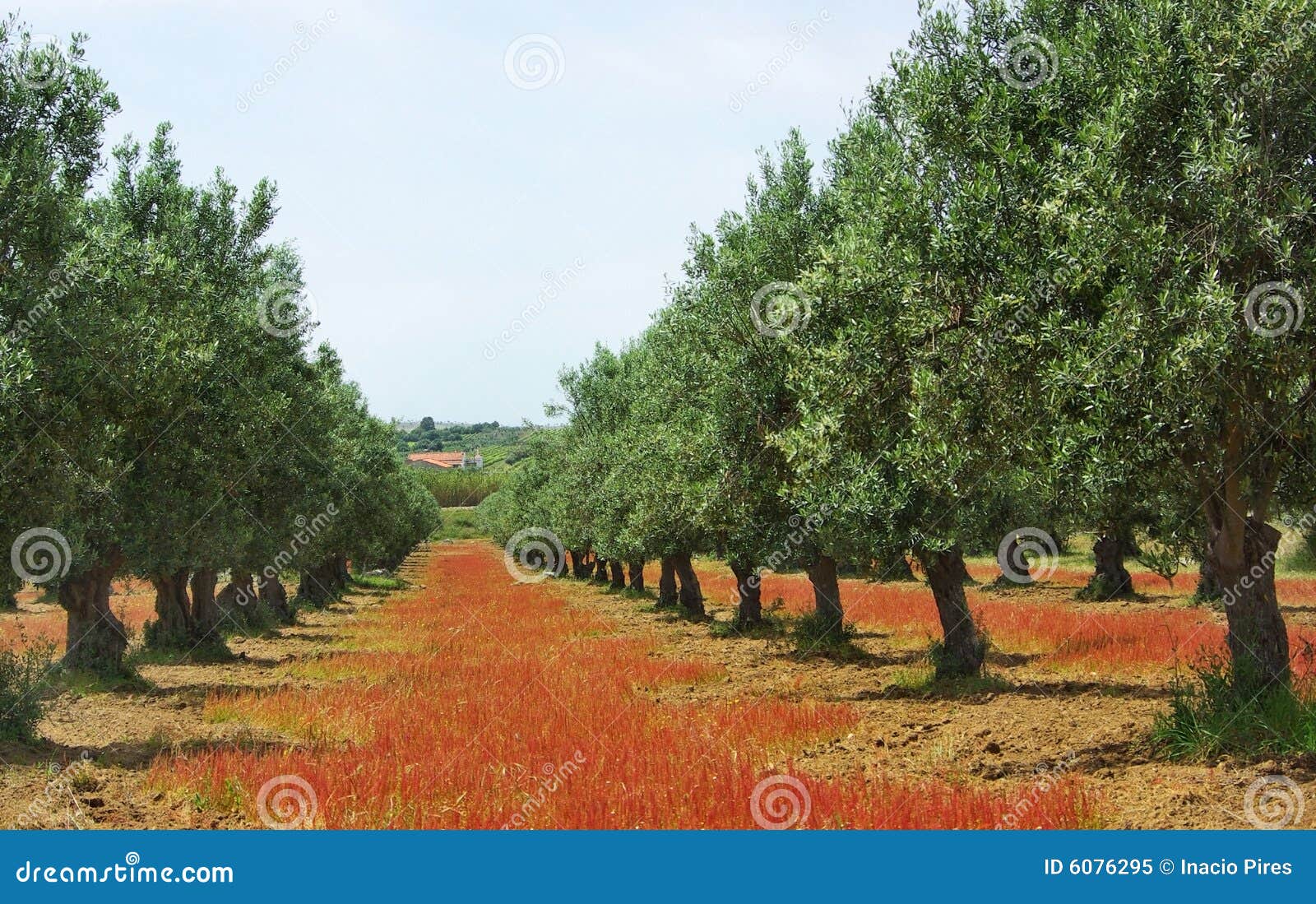 Olives Tree in Colored Field. Stock Image - Image of meadow, garden ...