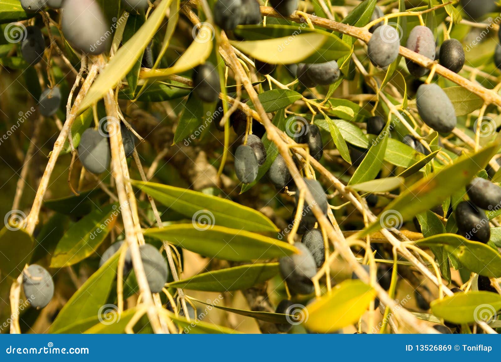 Olives, tree, fruit stock image. Image of crops, flowers - 13526869