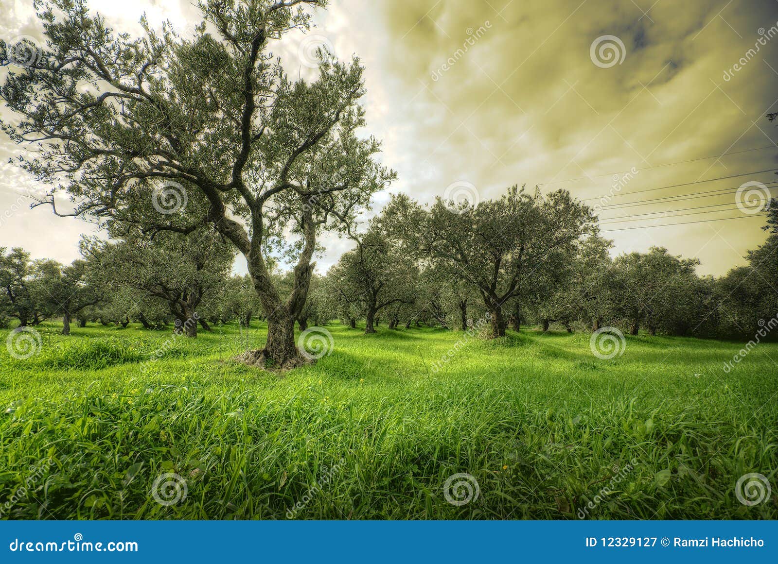 Olives Tree in a Green Field and Dramatic Sky Stock Image - Image of ...